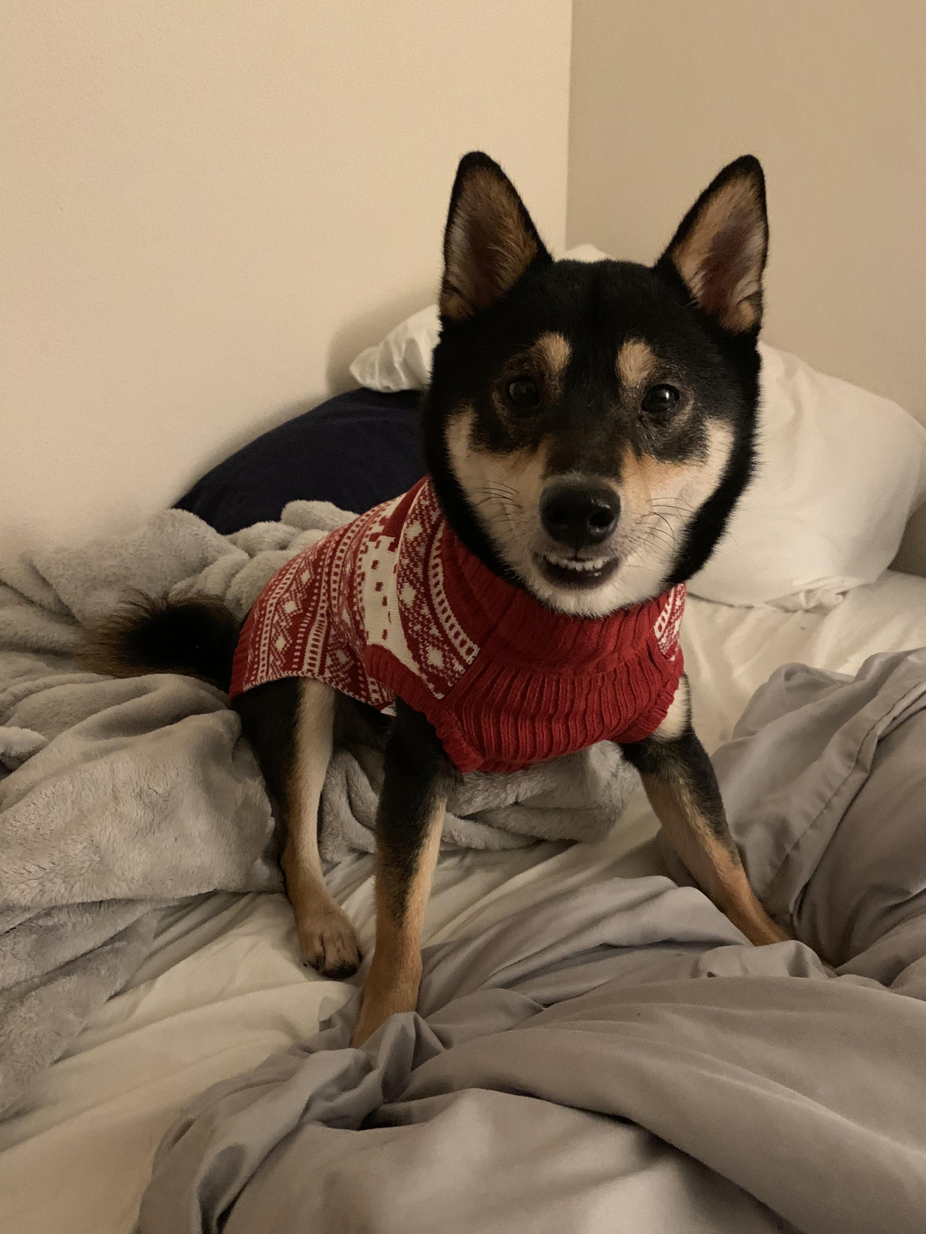 My goofy boy | Scrolller