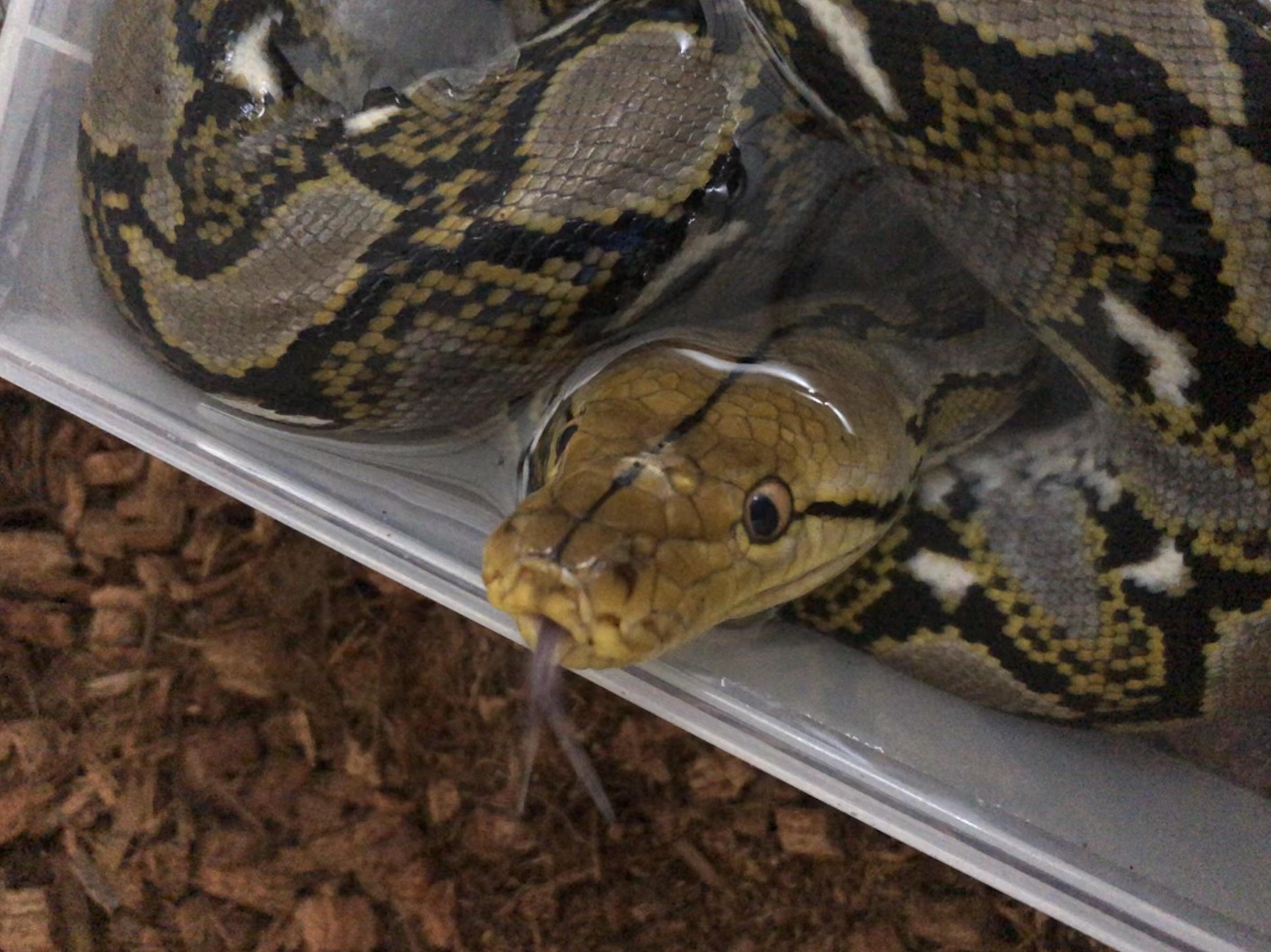 My goofy boy | Scrolller