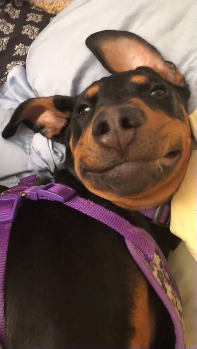 My goofy girl, Bowser- 6 months old | Scrolller