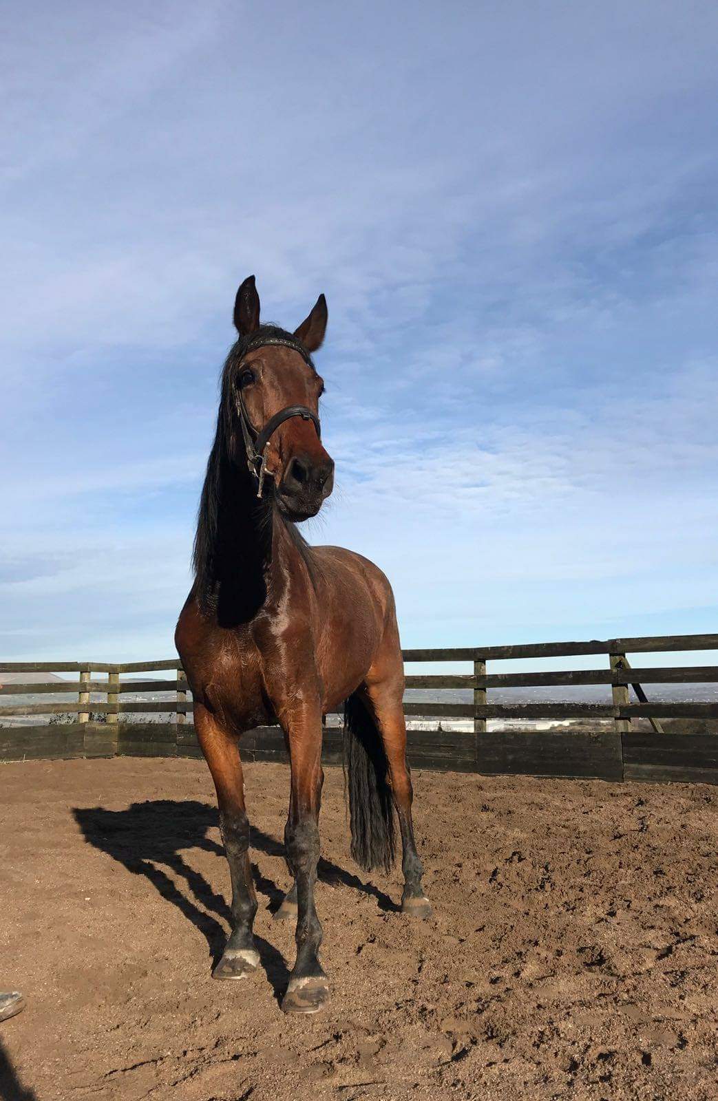 My gorgeous boy looking flashy | Scrolller