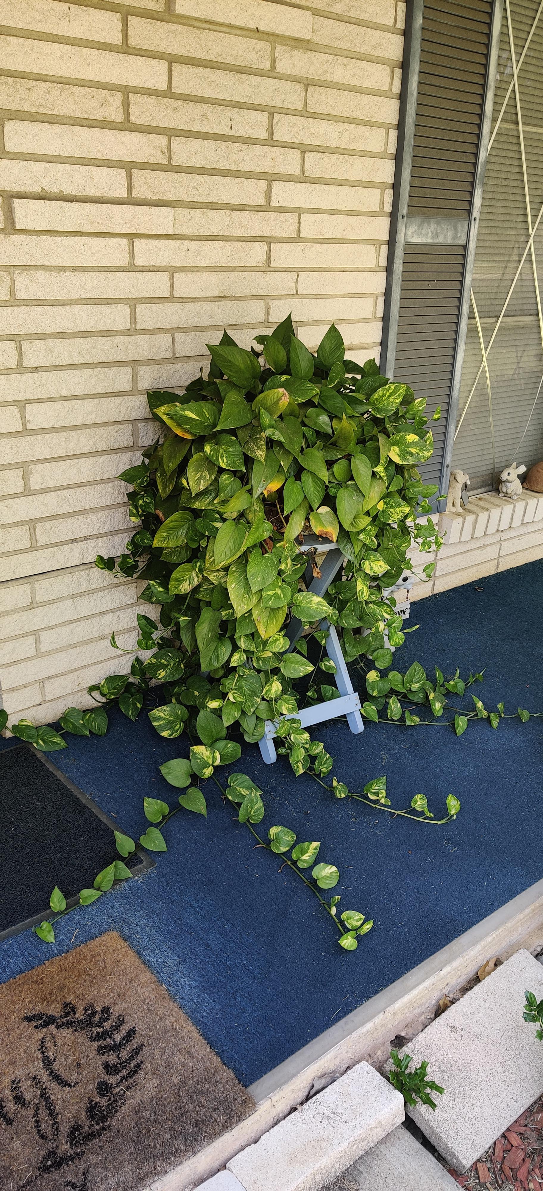 My grandma's absolute unit of a pothos. | Scrolller