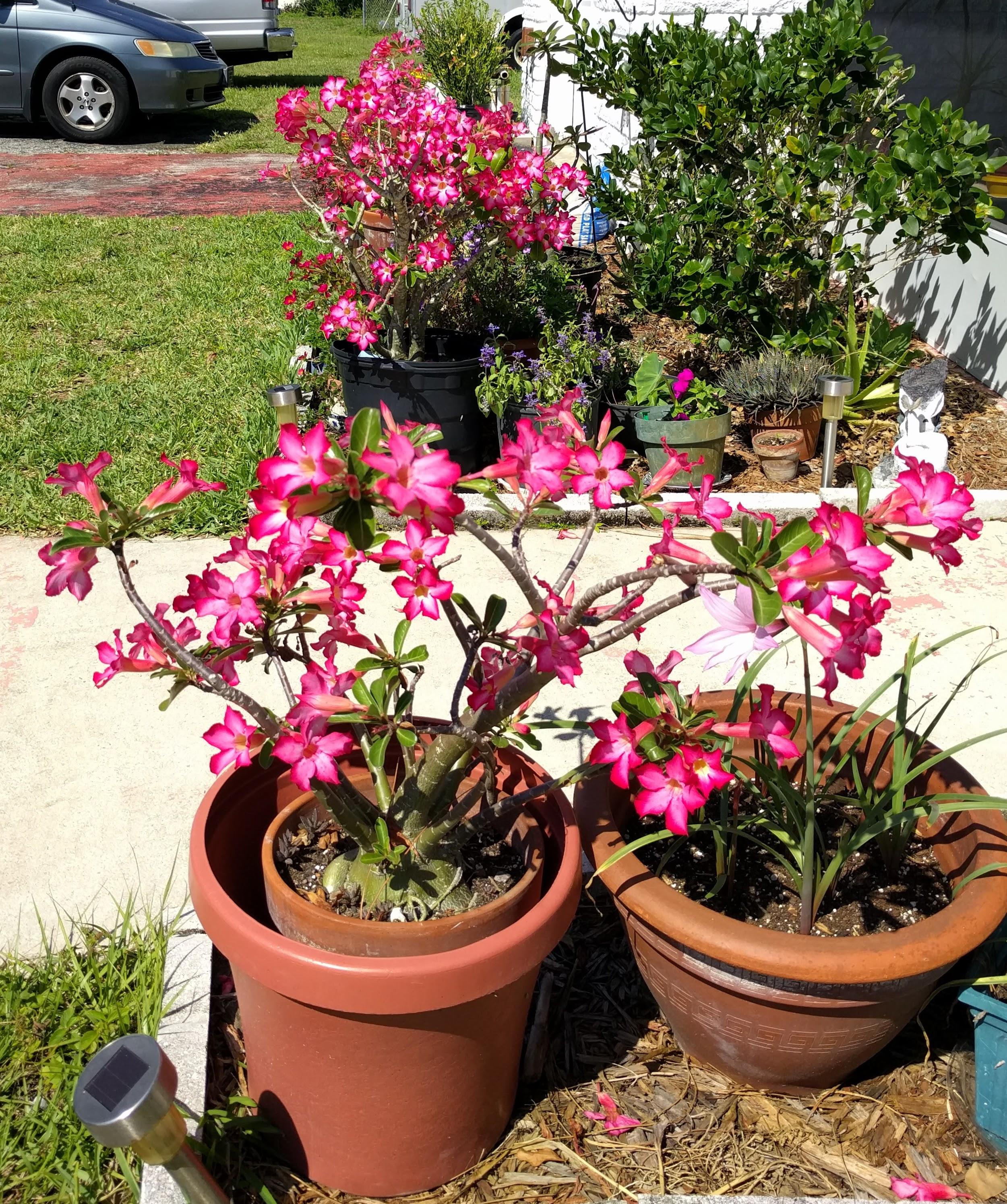 My grandma's desert roses | Scrolller