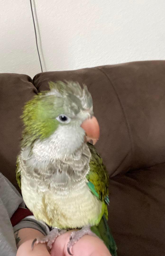 My green pants borb after his shower | Scrolller