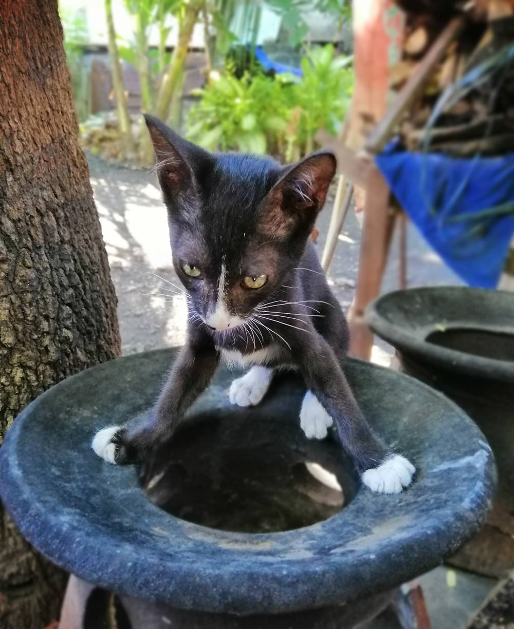 My Grumpy Cat in a Pot depending his throne 😂 | Scrolller