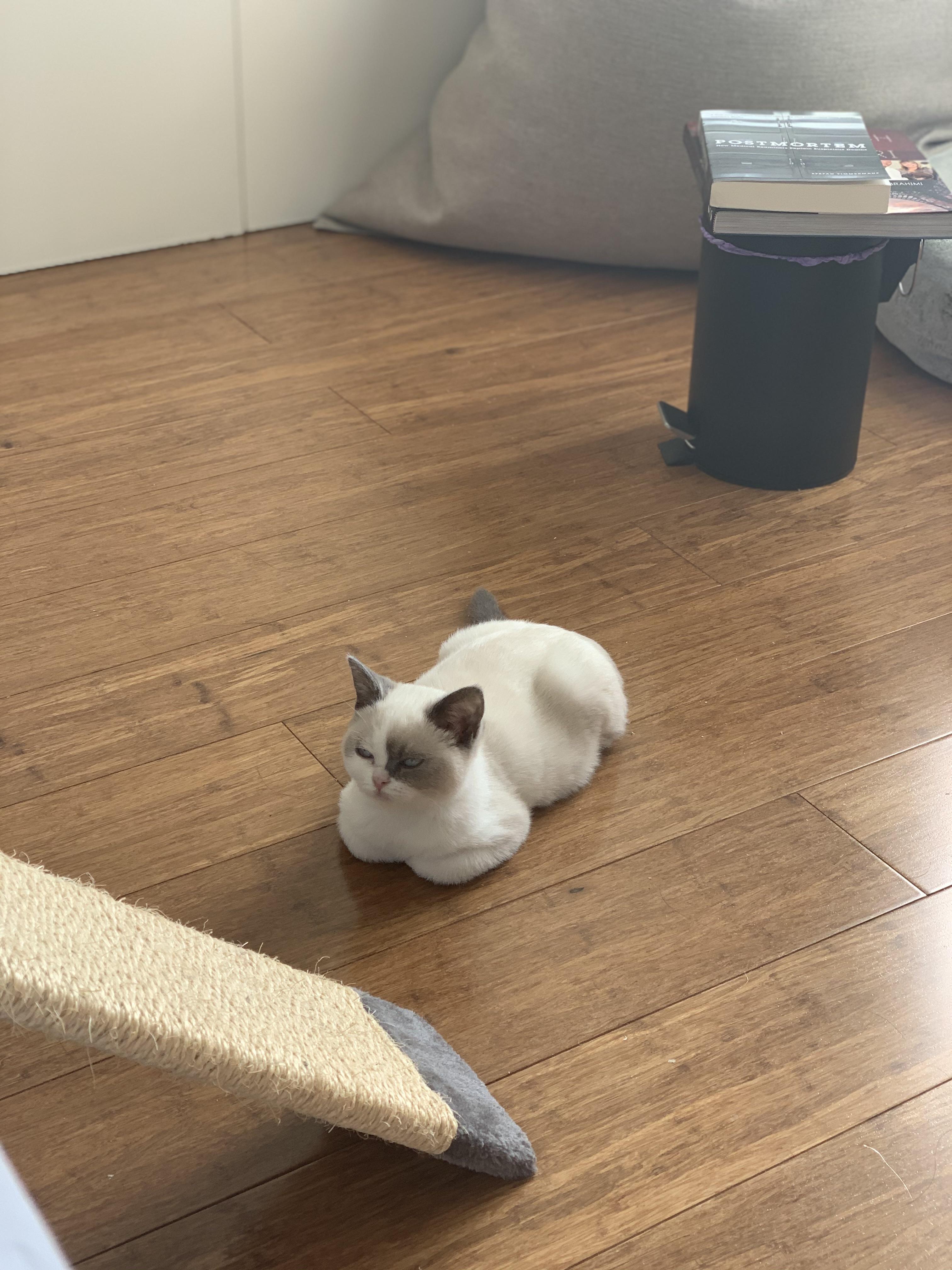 My grumpy loaf...... | Scrolller