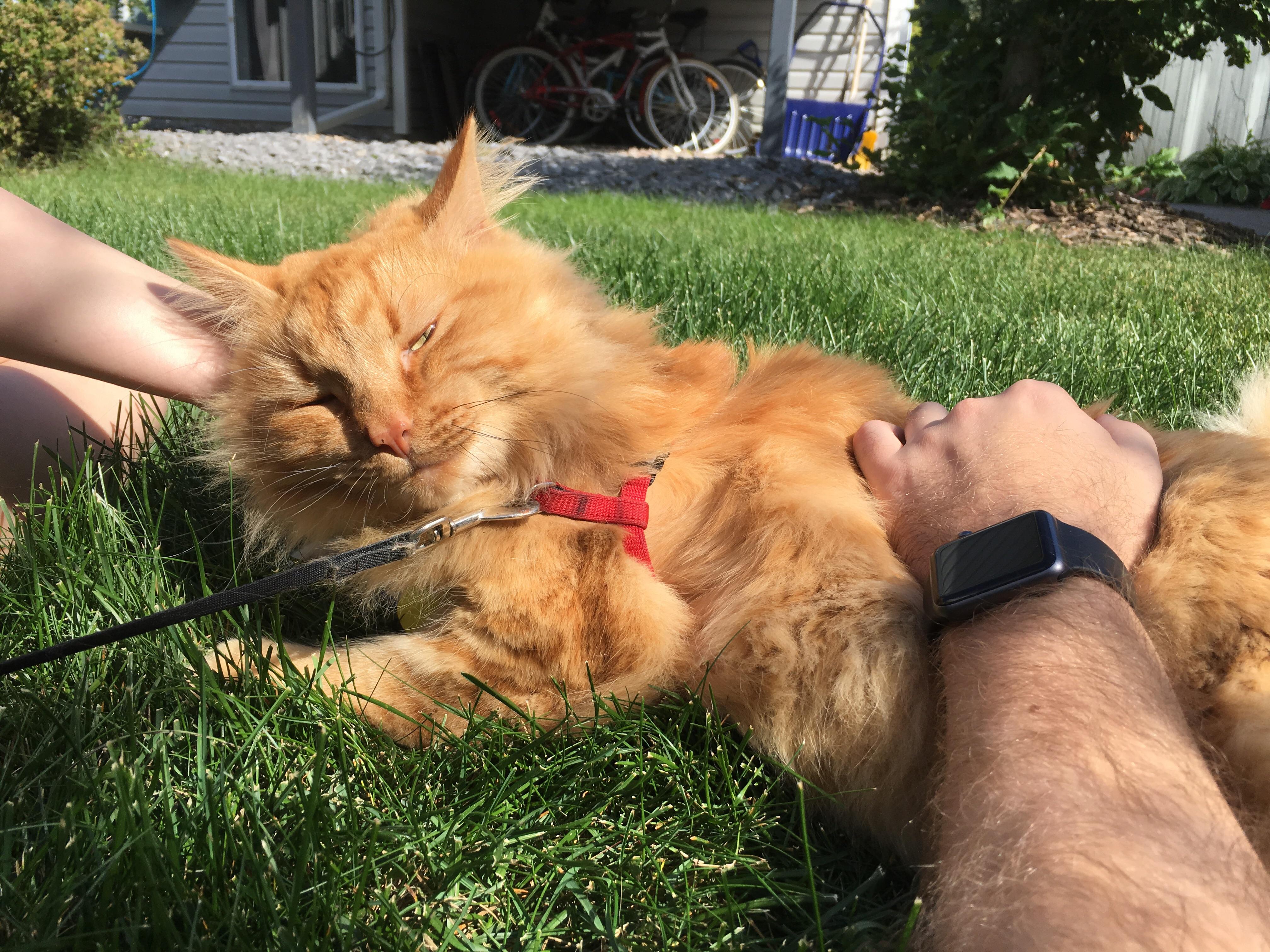 My handsome boy, Spot, enjoying the sun today. | Scrolller