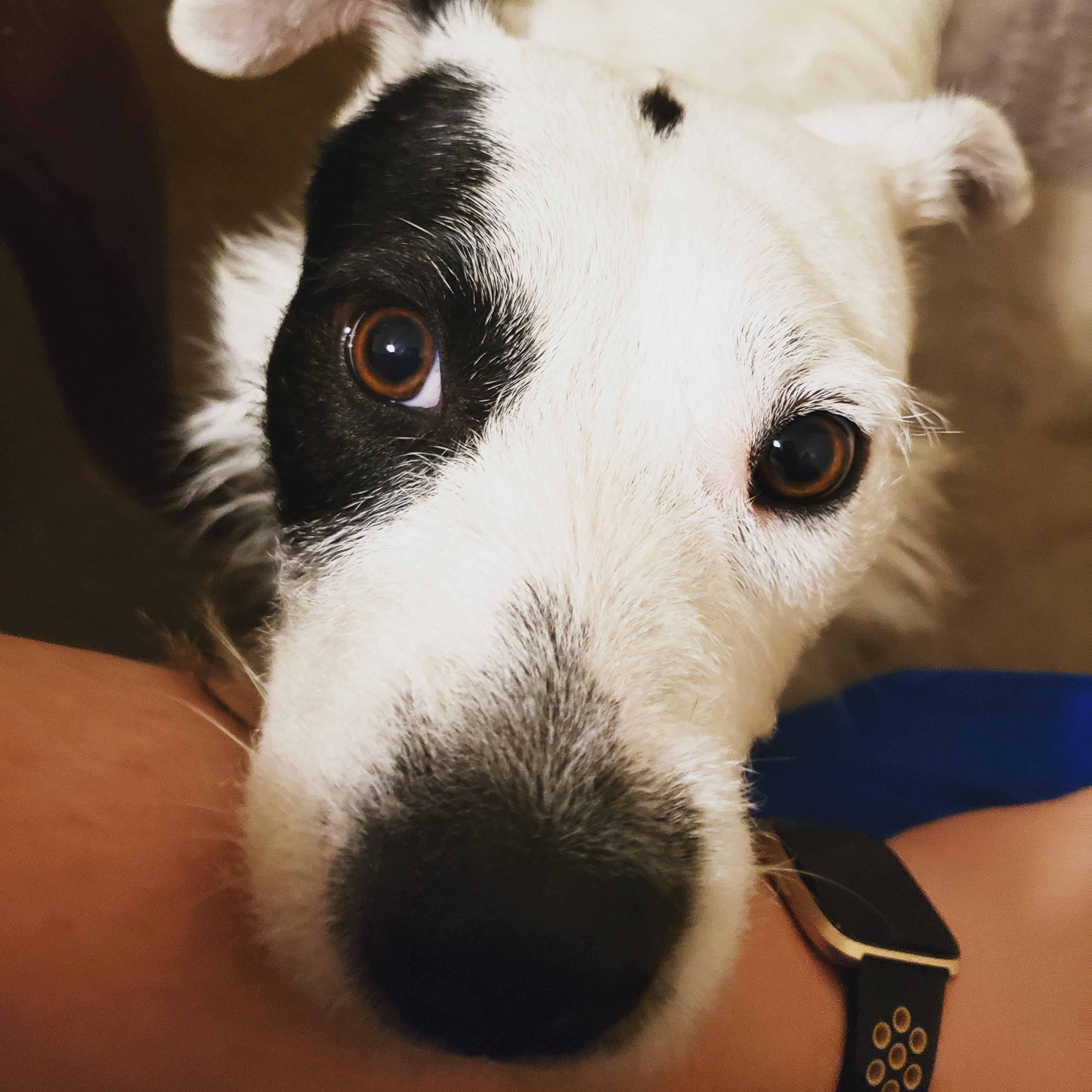 My handsome boy "West" | Scrolller