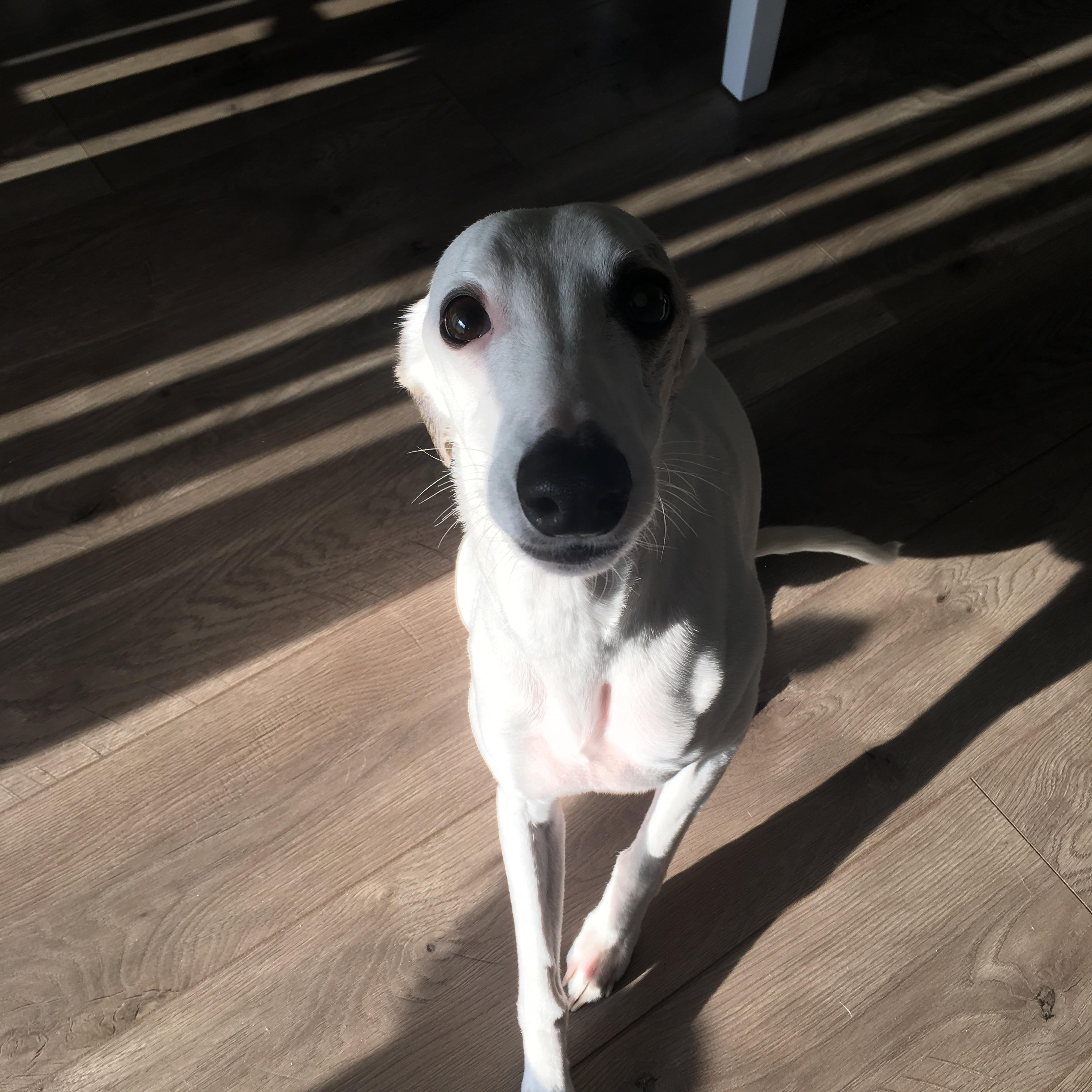 My handsome boy Zero | Scrolller