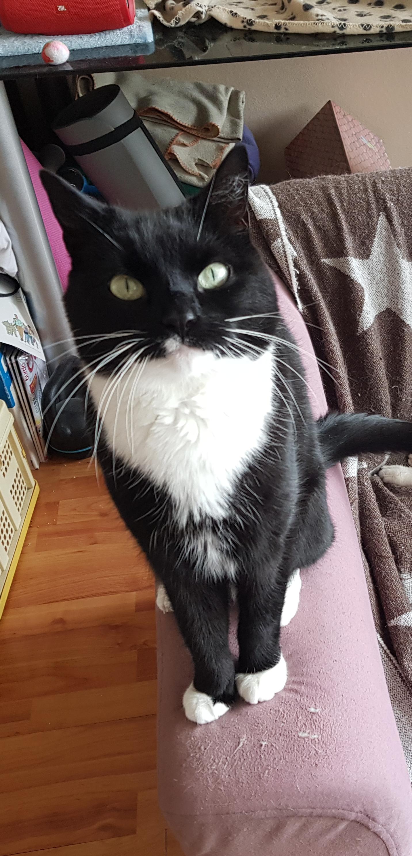 My handsome guy 😻 | Scrolller