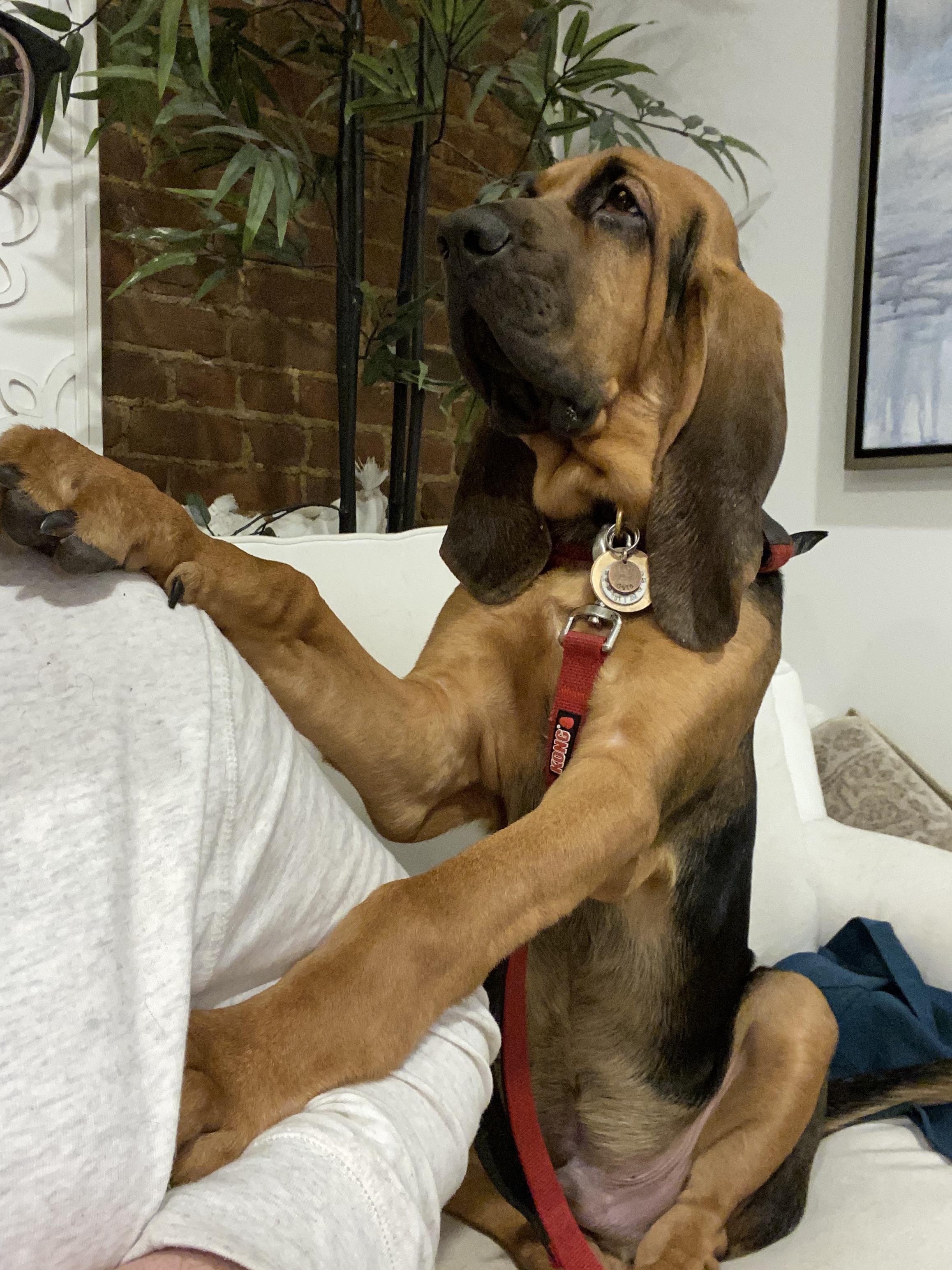 My handsome nobleman | Scrolller