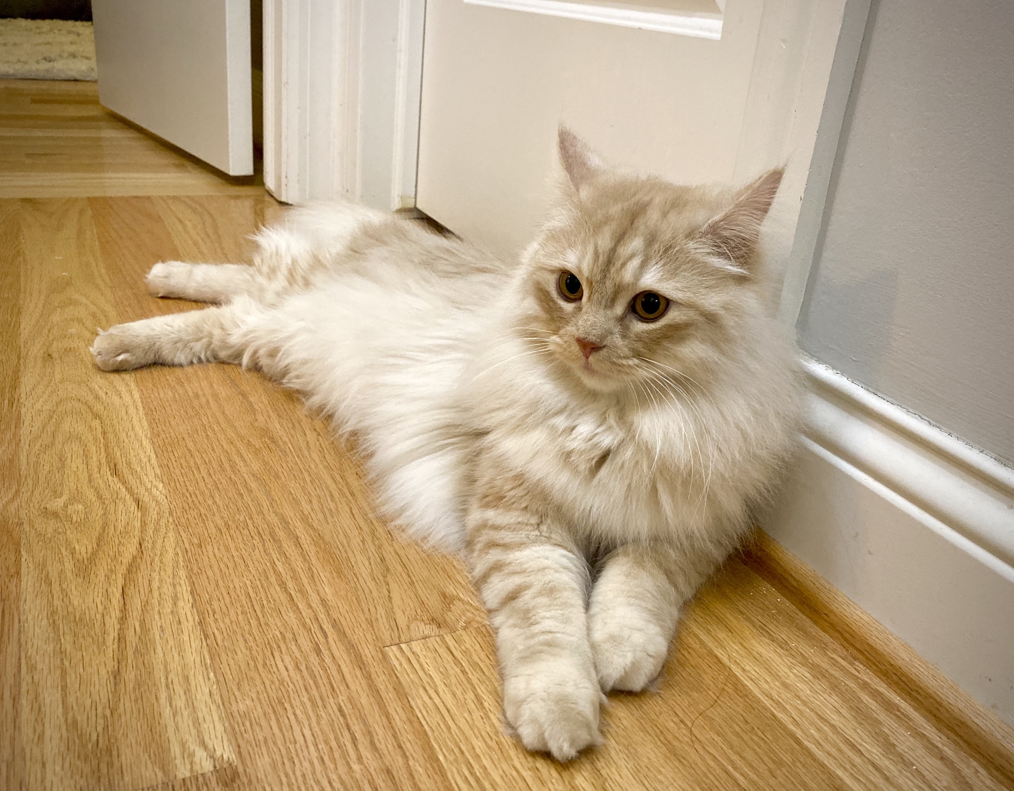 My handsome son, Helios ️ | Scrolller