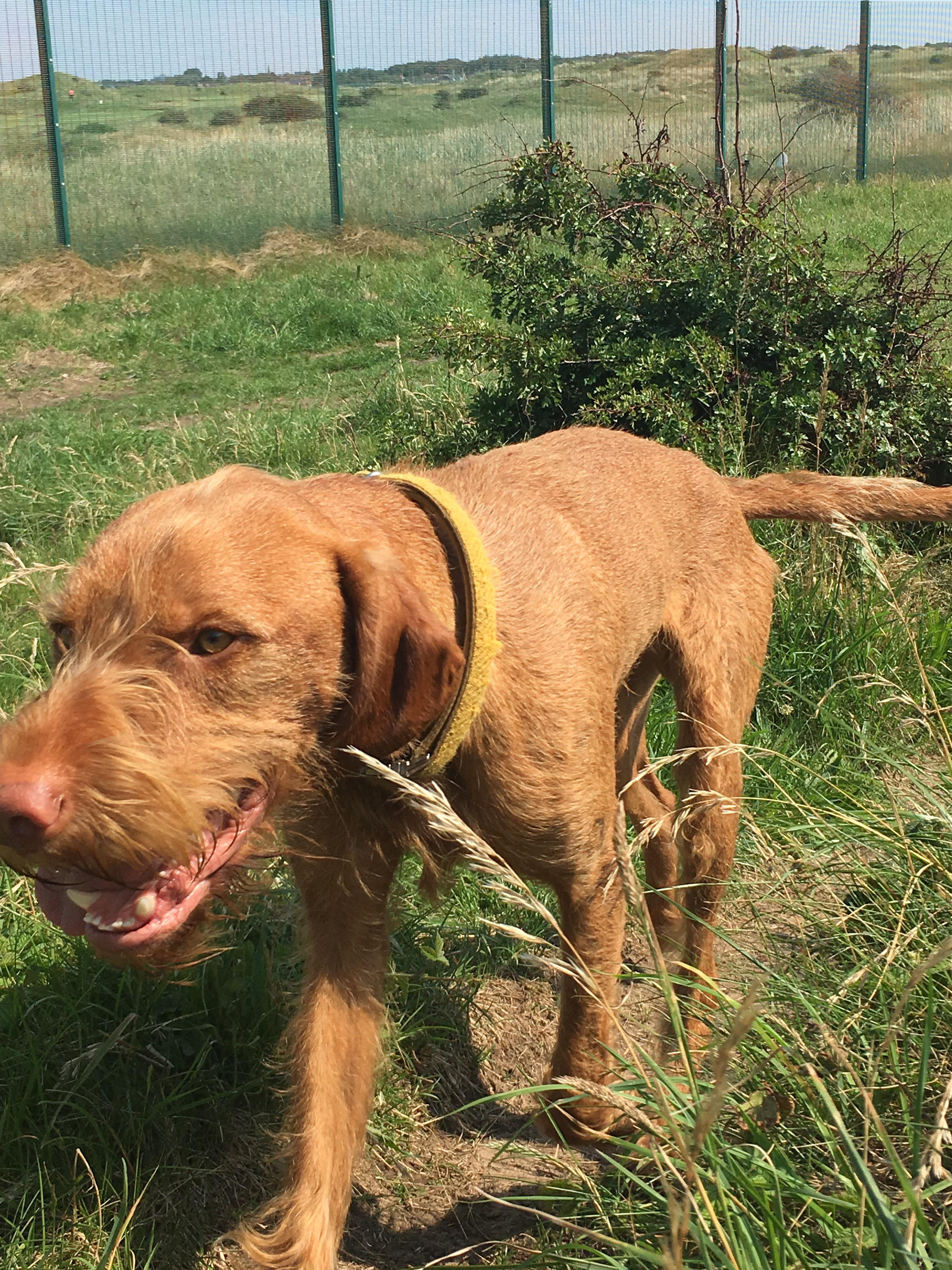 My handsome wire-haired, after a hot walk today | Scrolller