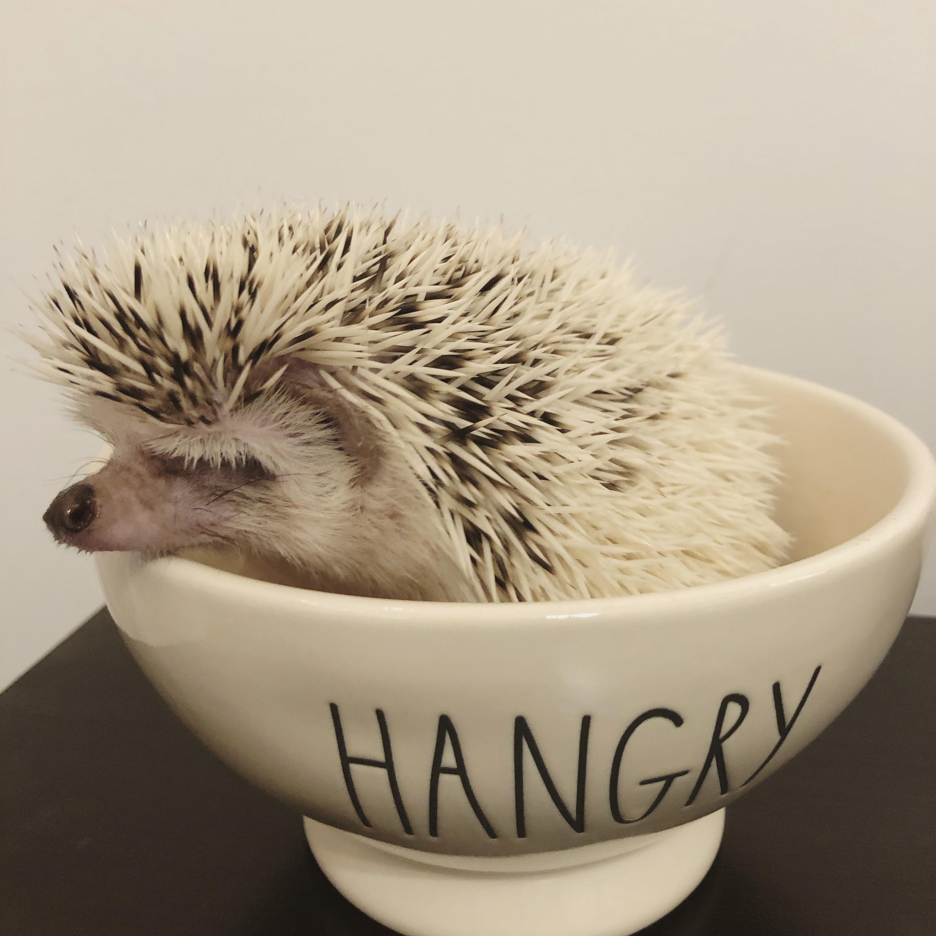 my hangry little hedgie | Scrolller