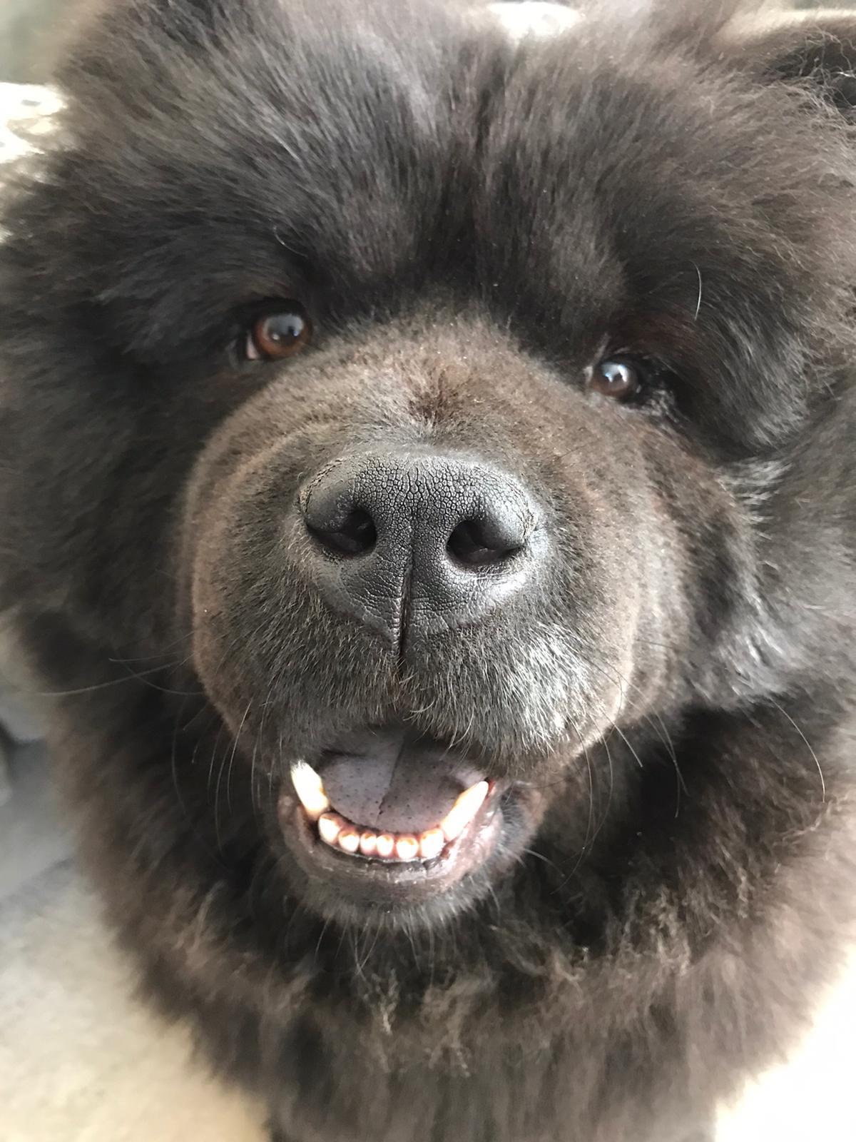 My happy boy Bear | Scrolller