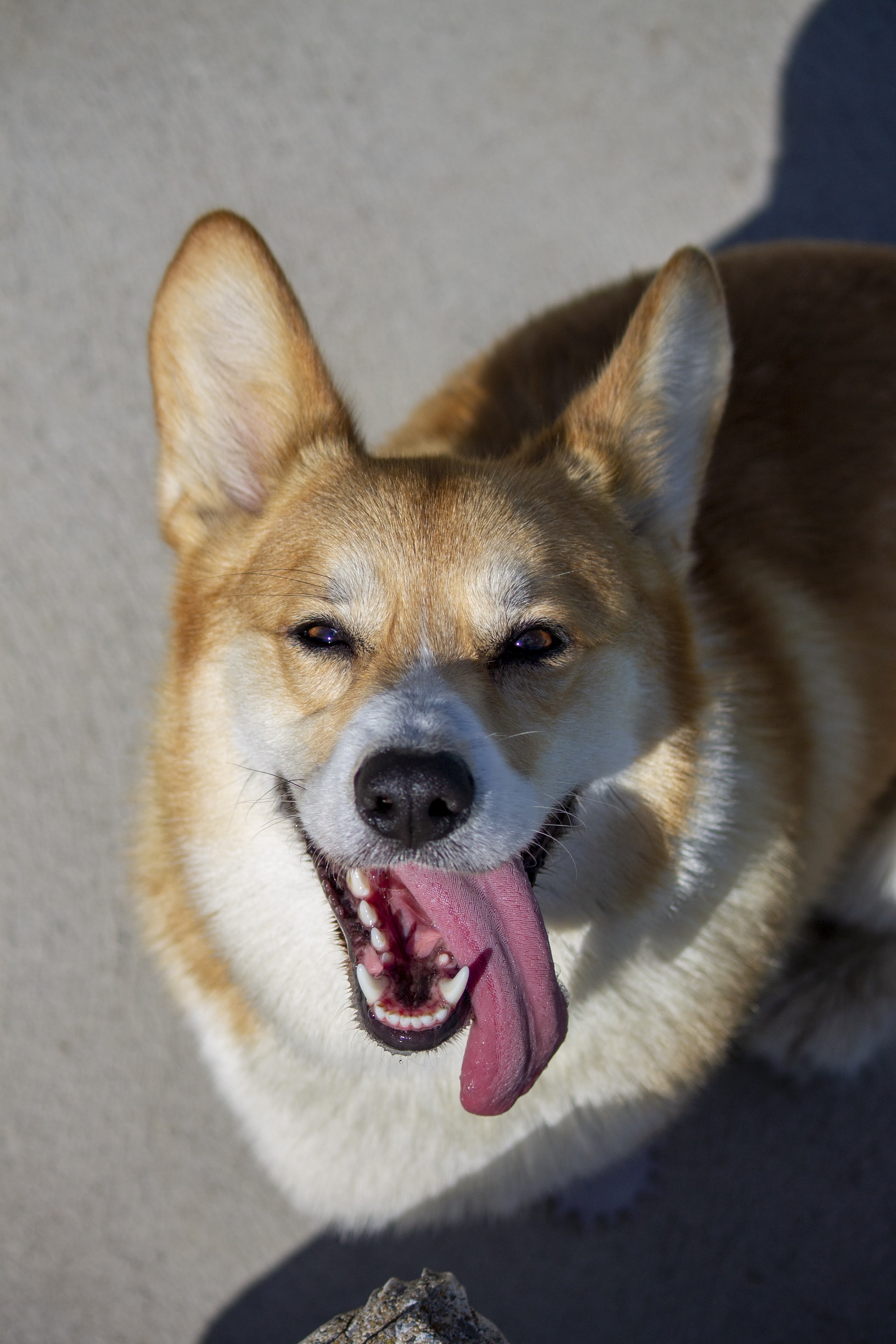 My happy Corgi who never grew into his ears or tongue | Scrolller