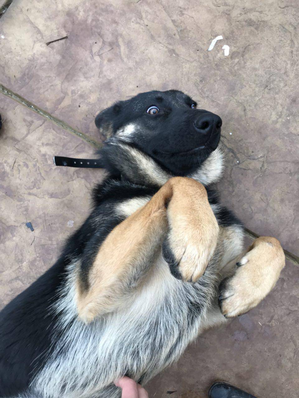 my happy german shepherd | Scrolller