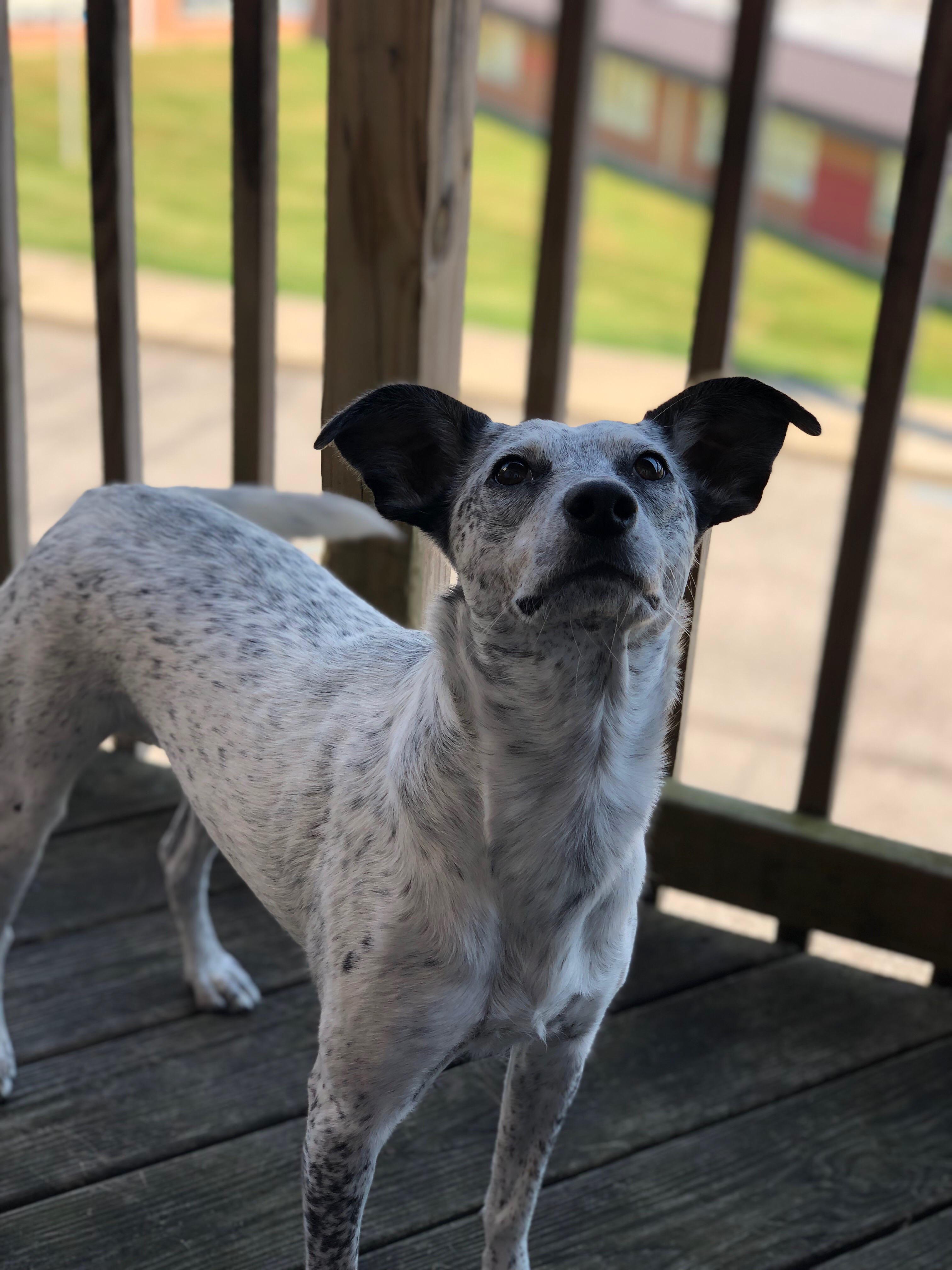 My heart and soul aka my gorgeous heeler mix, Asher! | Scrolller