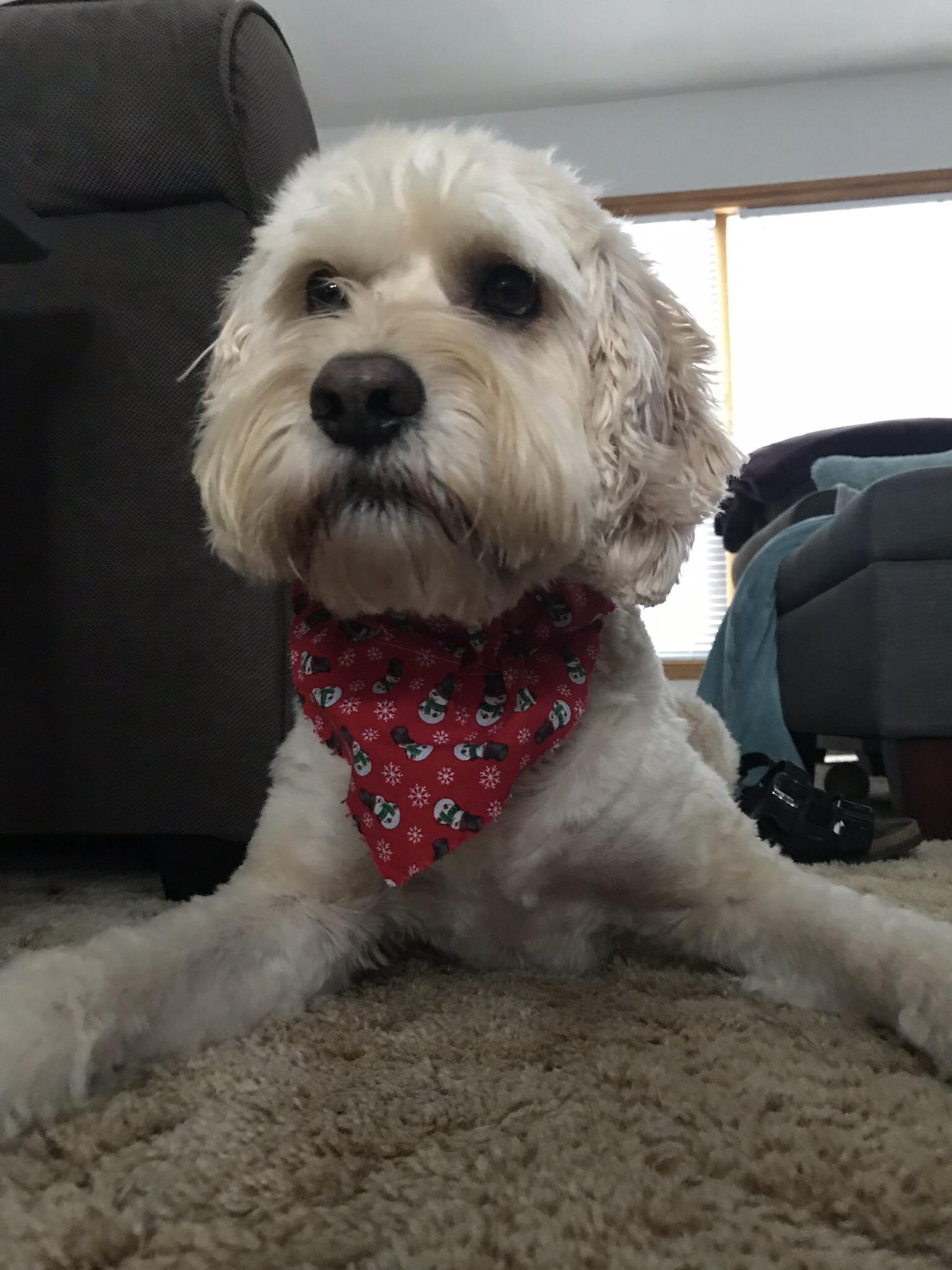 My heckin good boy, Brody. | Scrolller