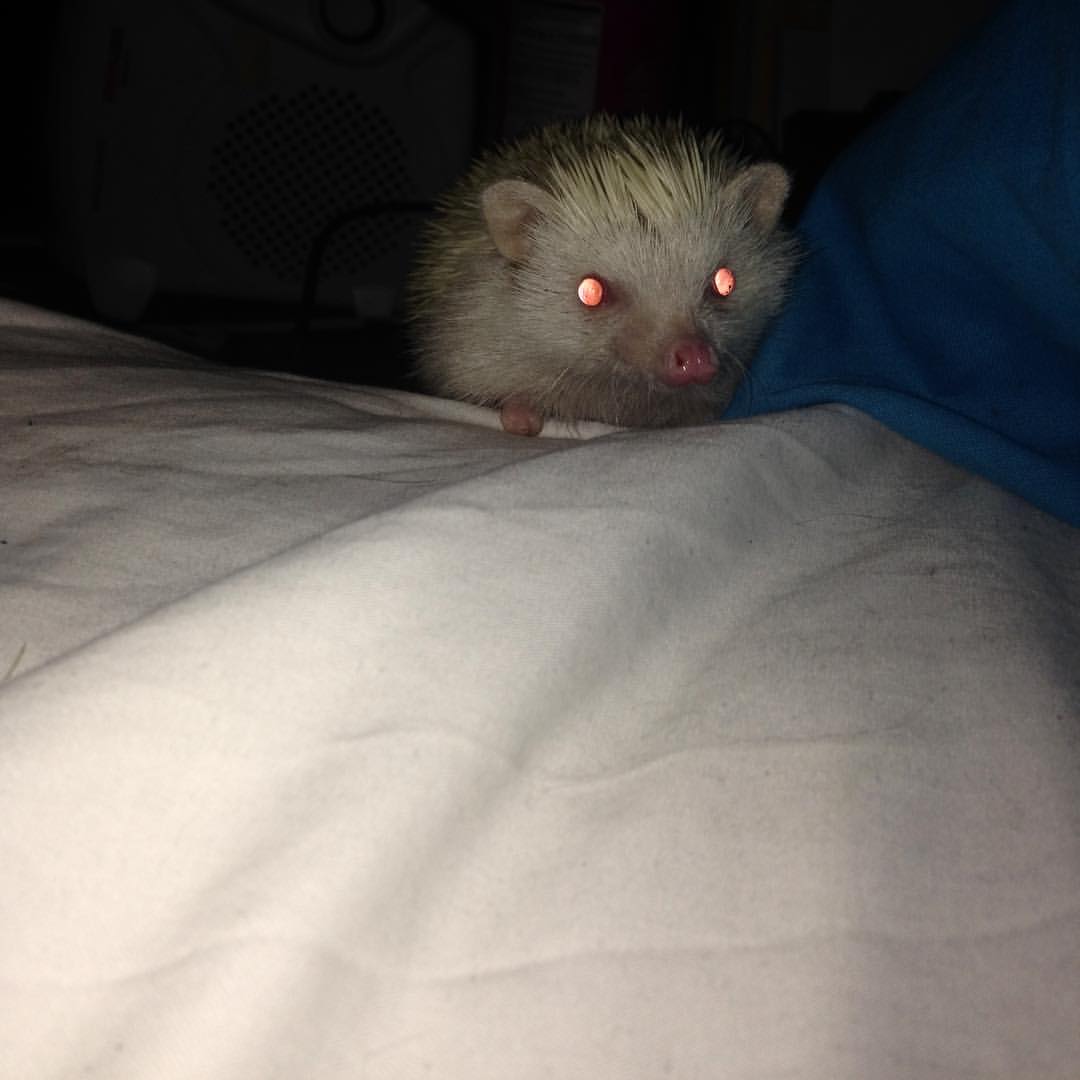 My hedgehog, everybody | Scrolller