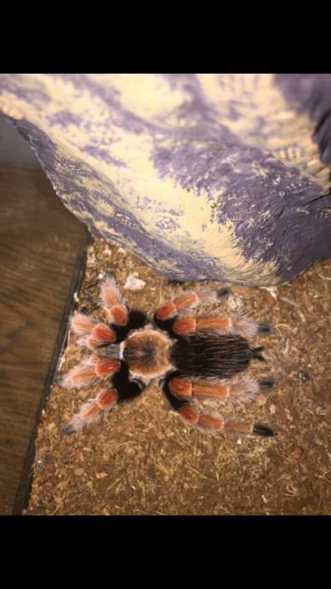 My husband's tarantula that passed away earlier this year. | Scrolller
