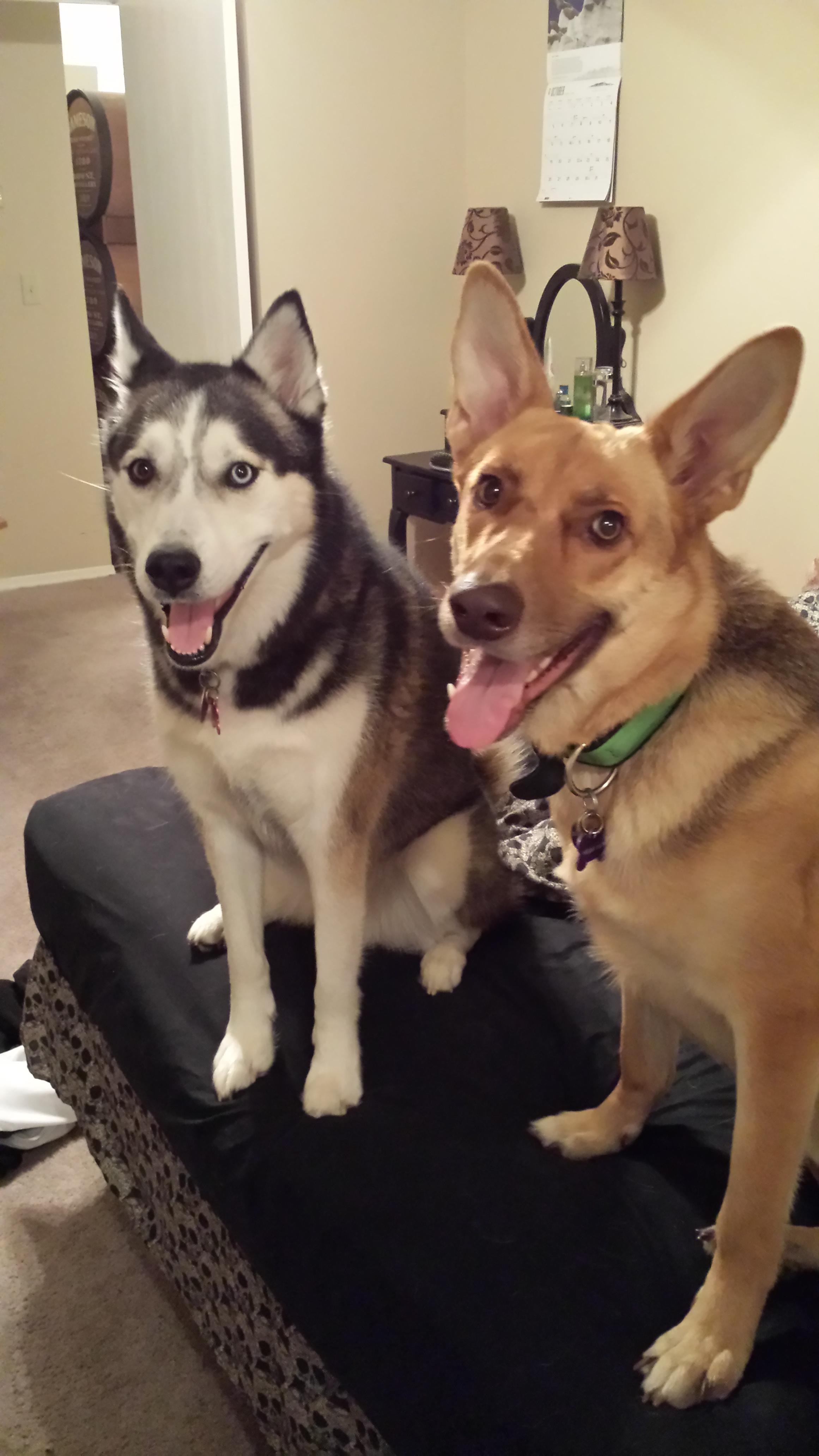 My husky seems pretty happy that I brought home a German sister for her. | Scrolller