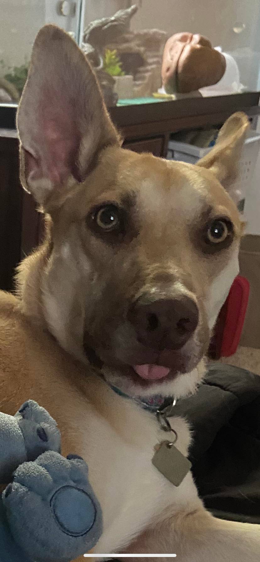 My husky x shepherd mix miko! ️ | Scrolller