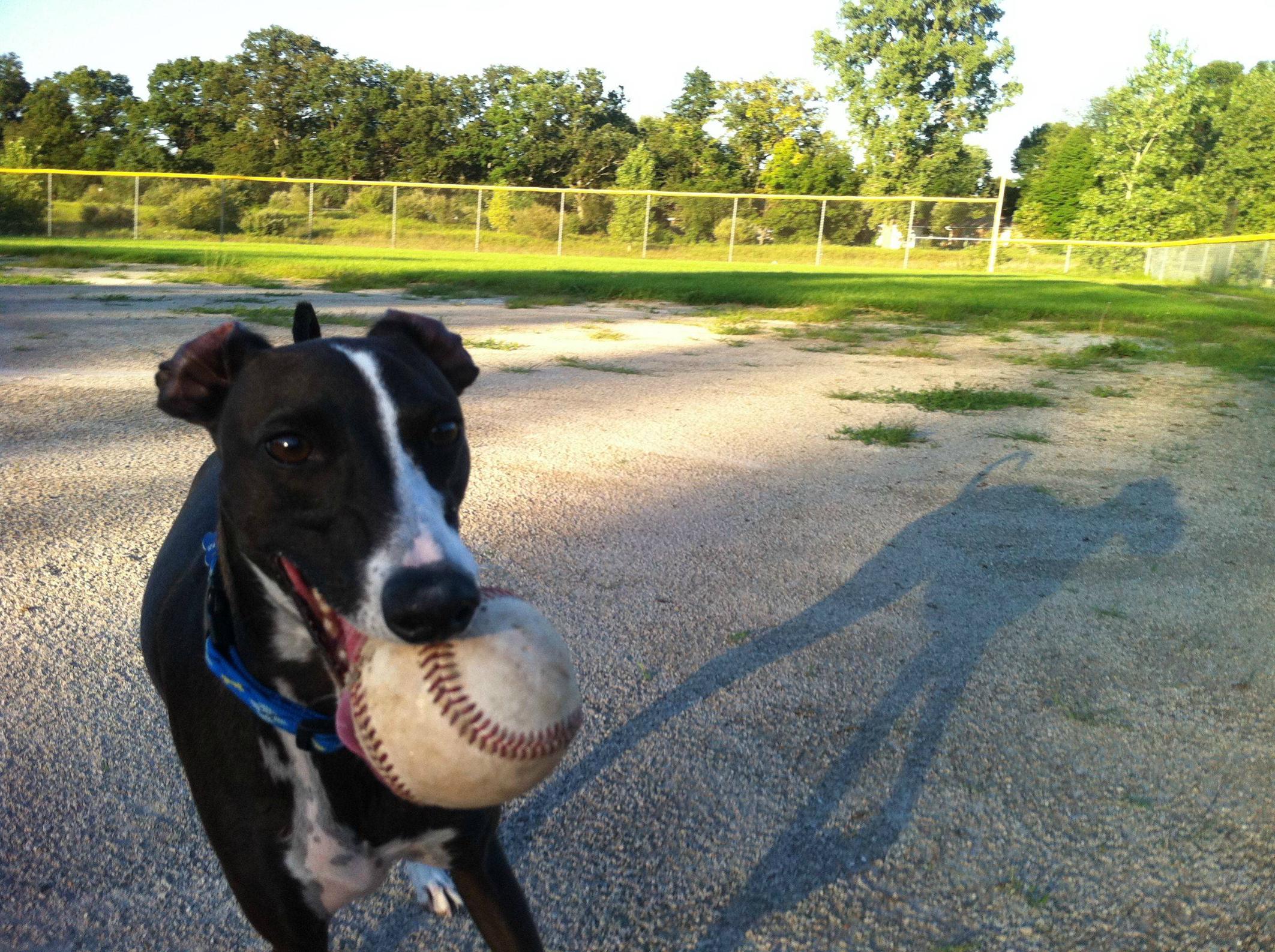 My Italian Greyhound Charlie happily fetching baseball. | Scrolller