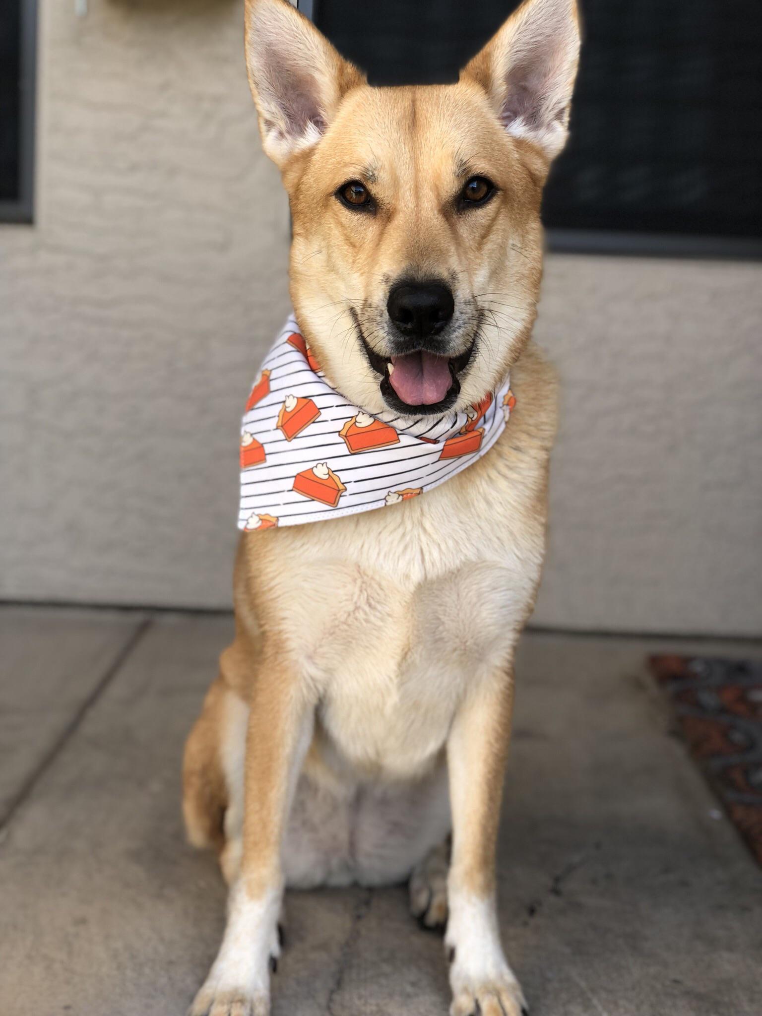 My jindo mix Honey. | Scrolller