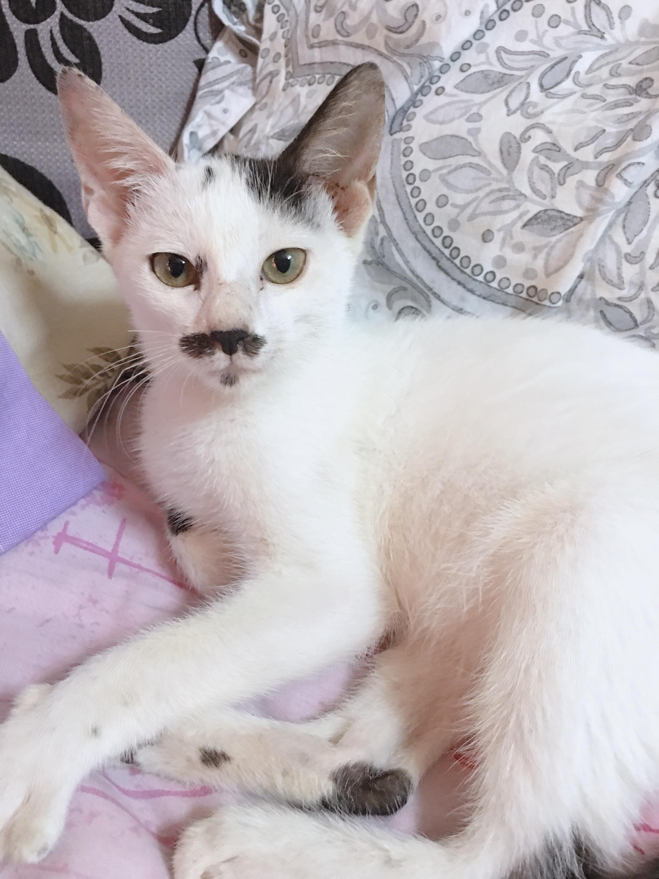 My kitler! | Scrolller