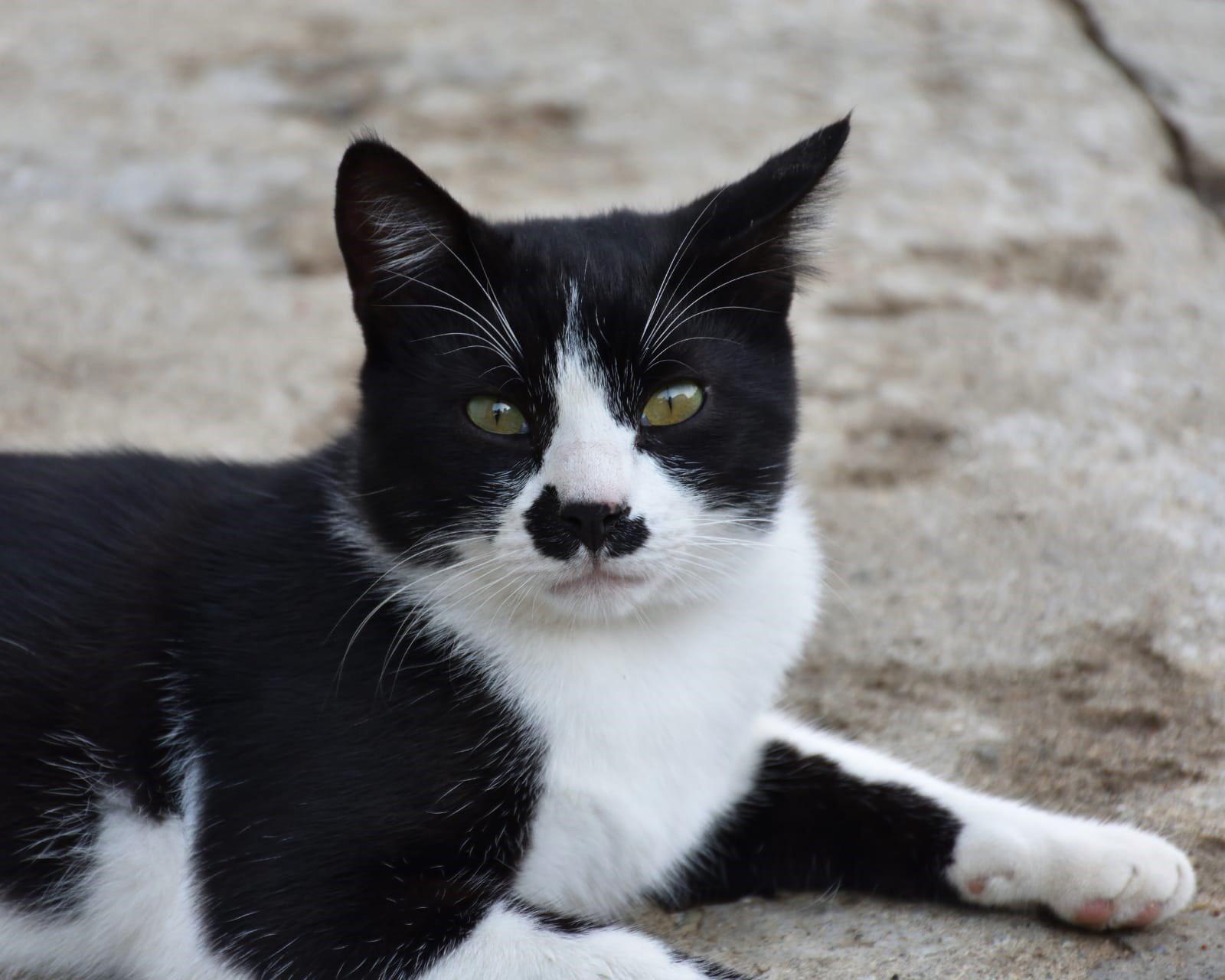 My kitler | Scrolller