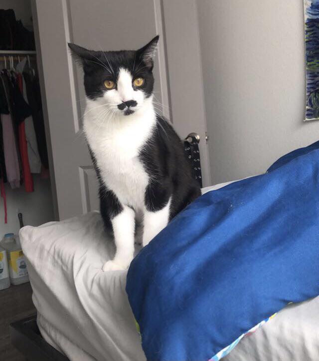 My kitler showing off his amber eyes | Scrolller