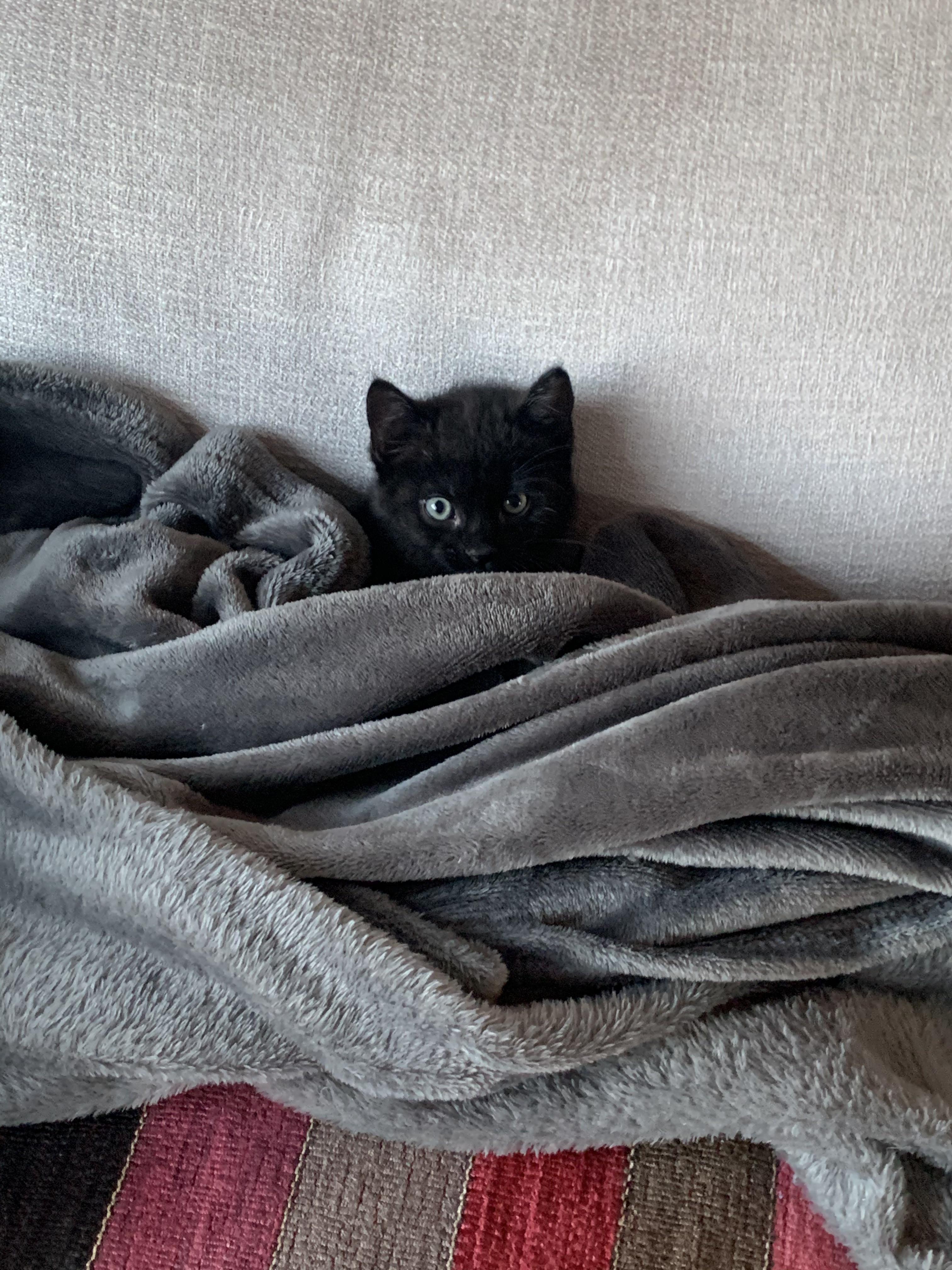 My kitten | Scrolller