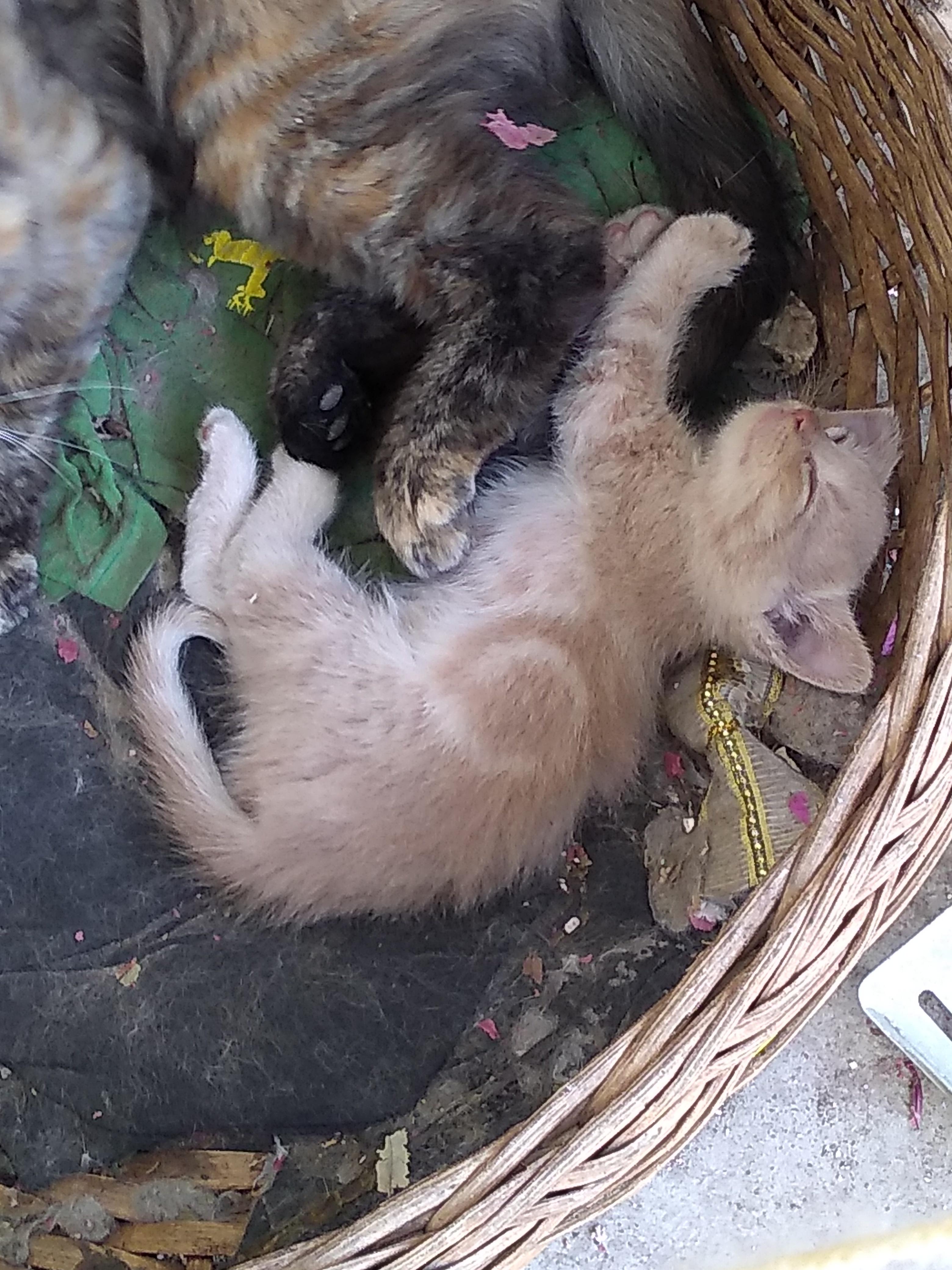 My kitten has a circle on her belly | Scrolller