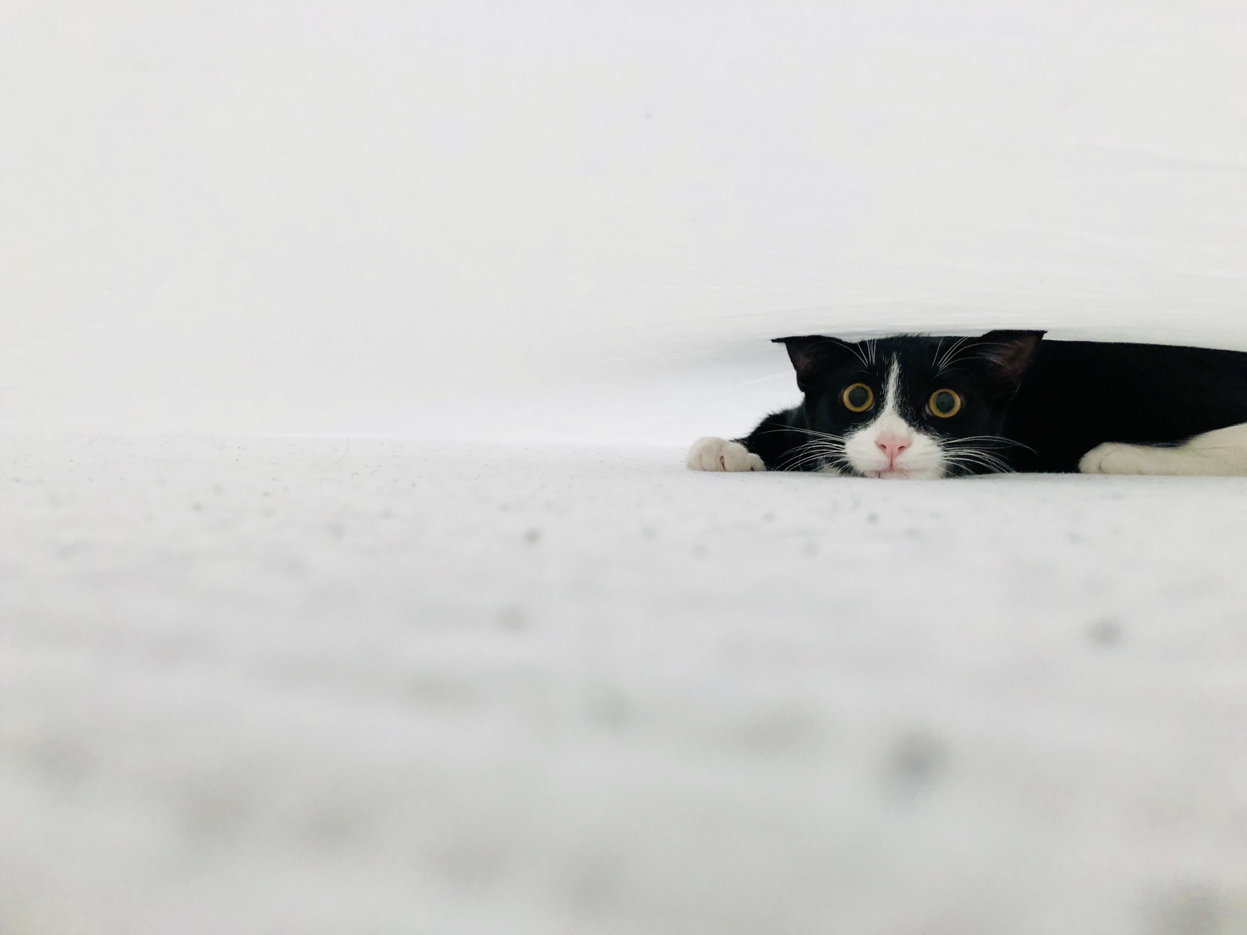 my kitten "hiding" under the sheets | Scrolller