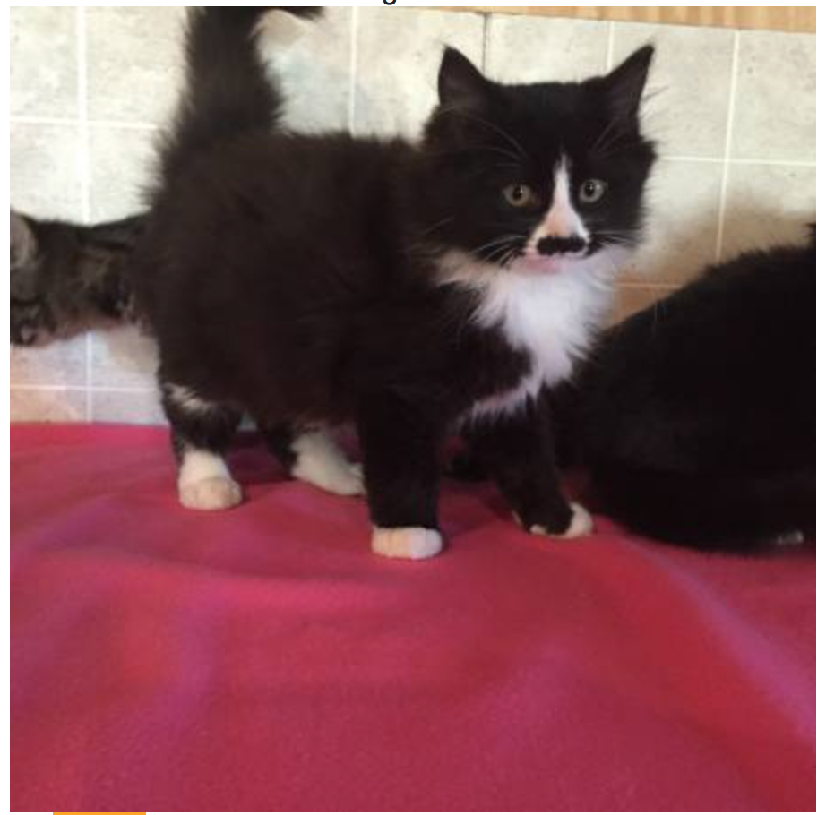 My kitten's brother -- Catolf Kitler. | Scrolller