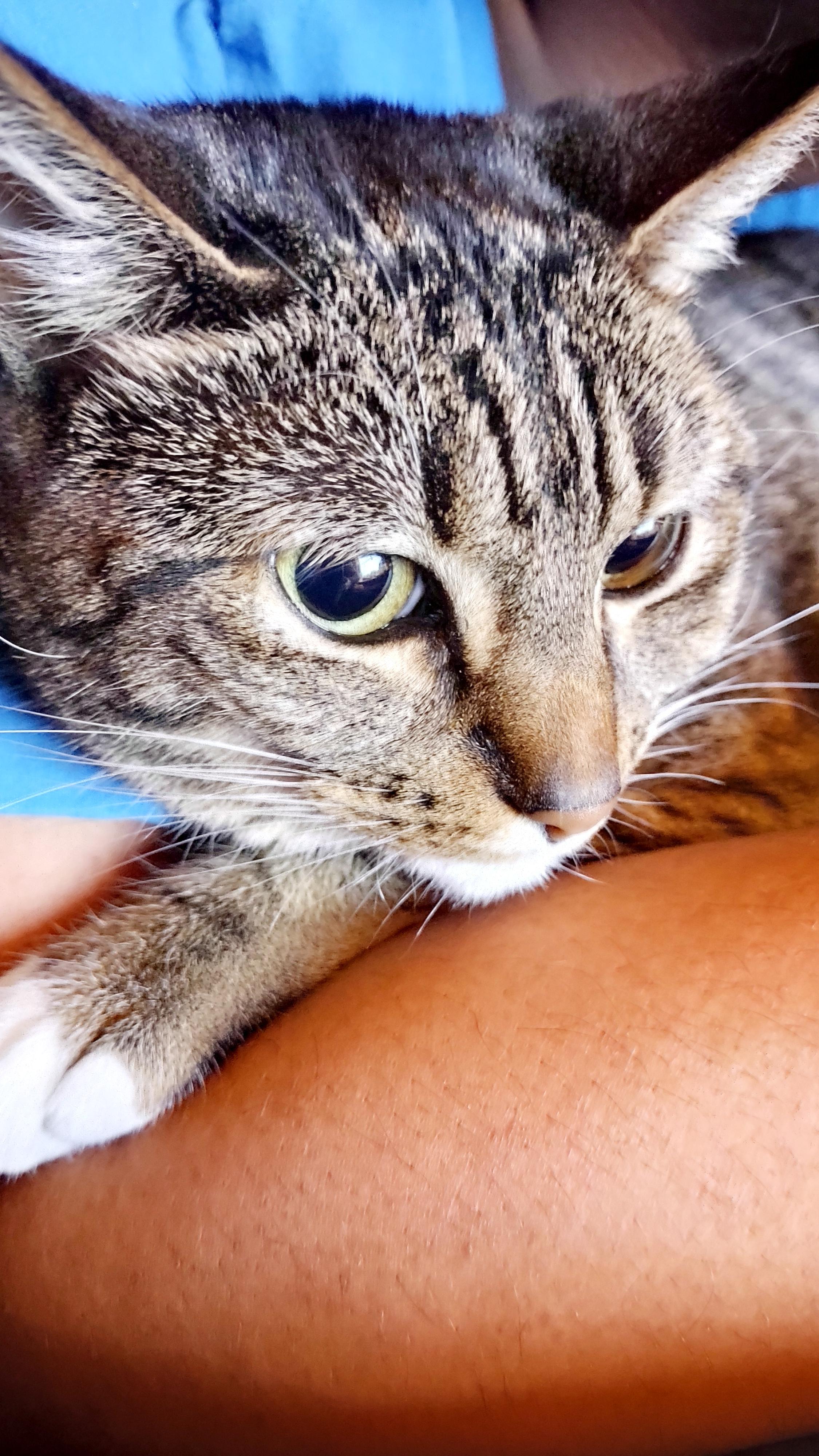 My Kitty Scrolller