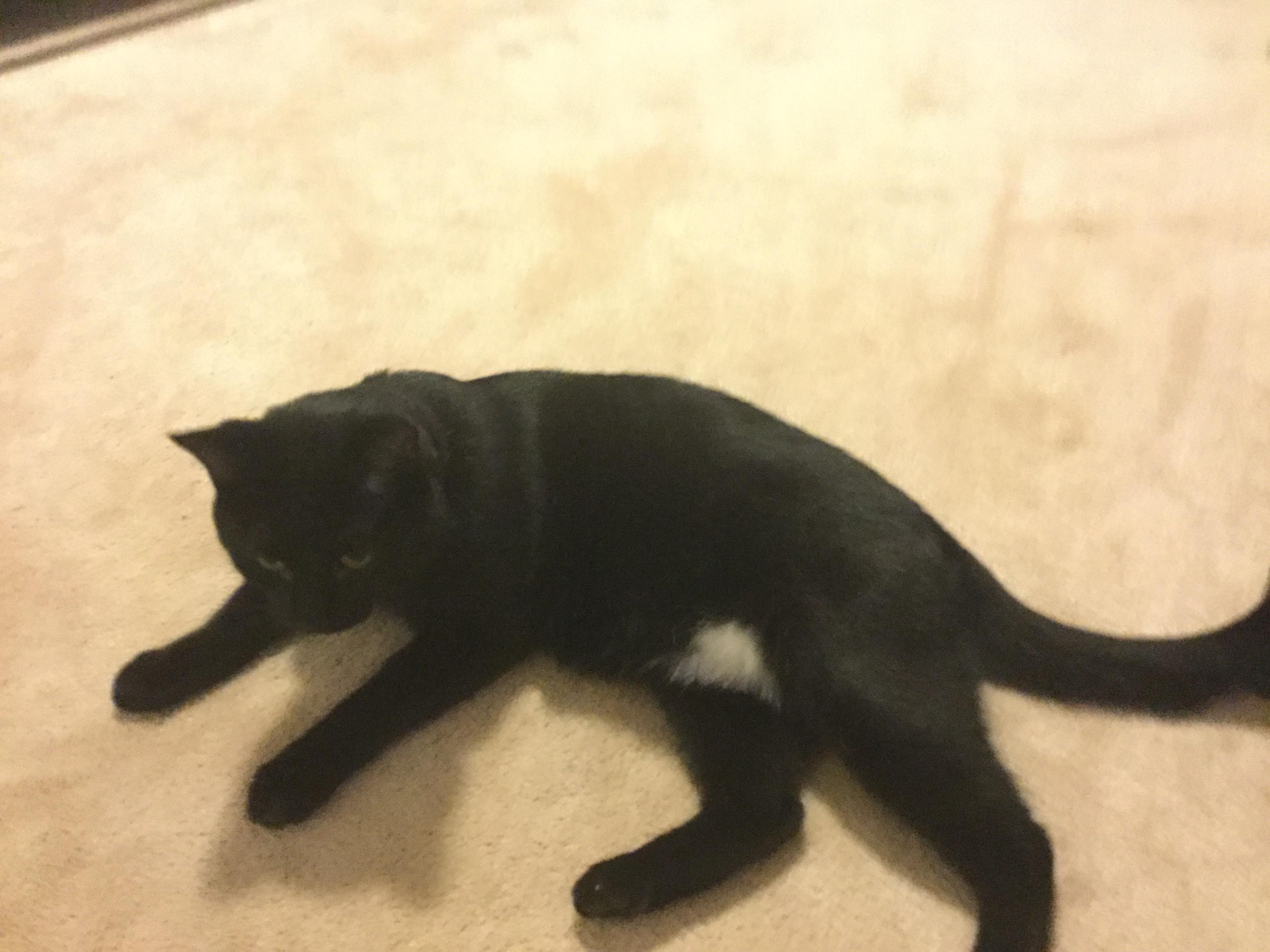 My kitty Oreo’s 2nd Birthday!! | Scrolller