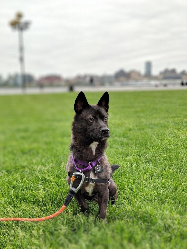 My Korean Rescue Pup, Nikka | Scrolller