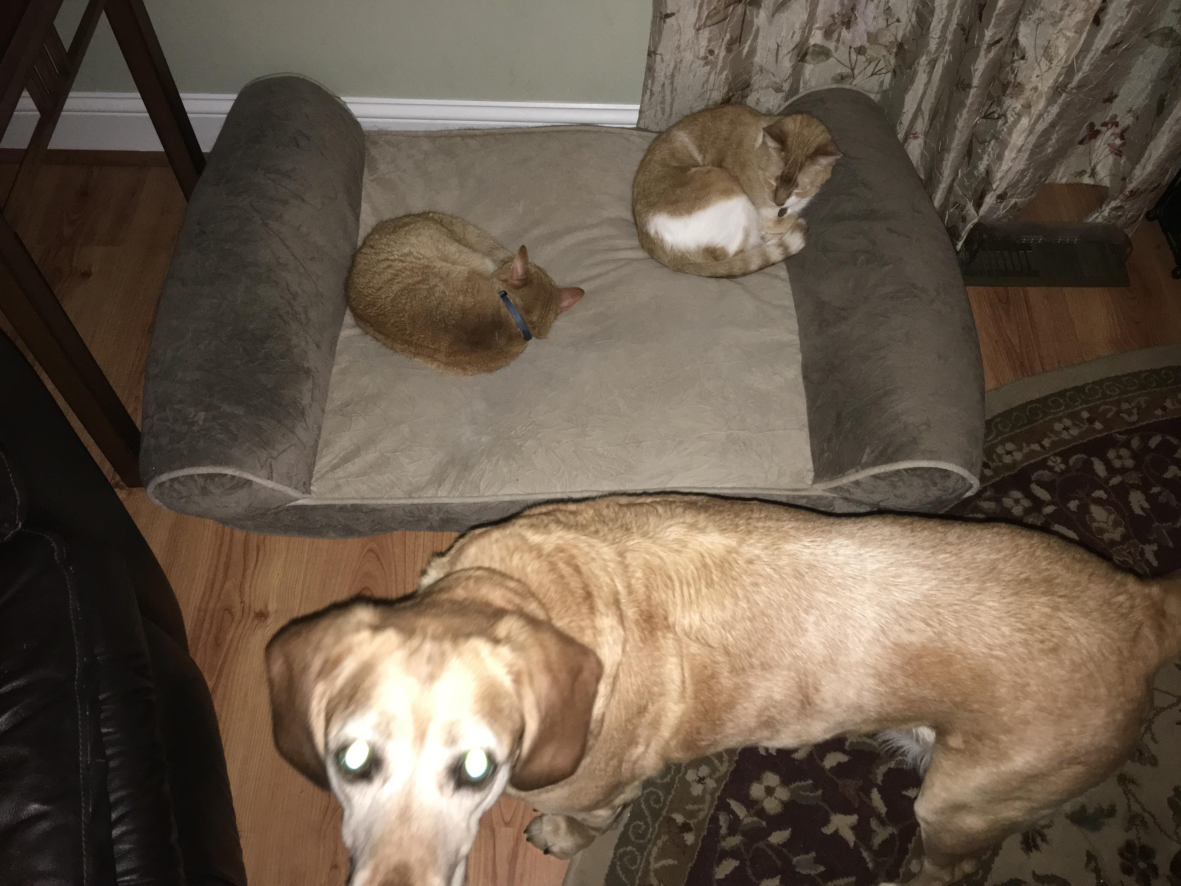 My large dog versus two small, elderly kitties | Scrolller