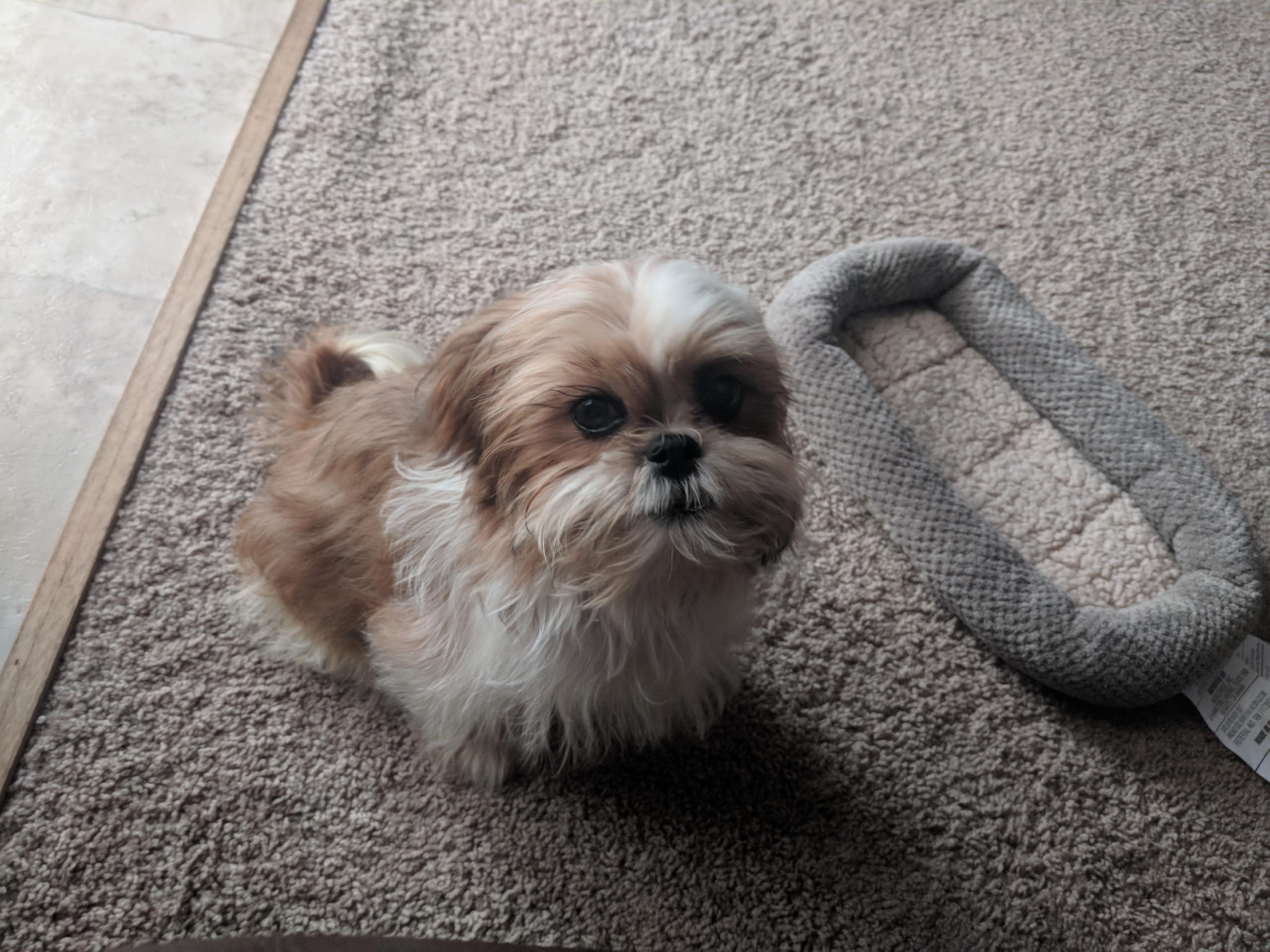 my lil nugget | Scrolller