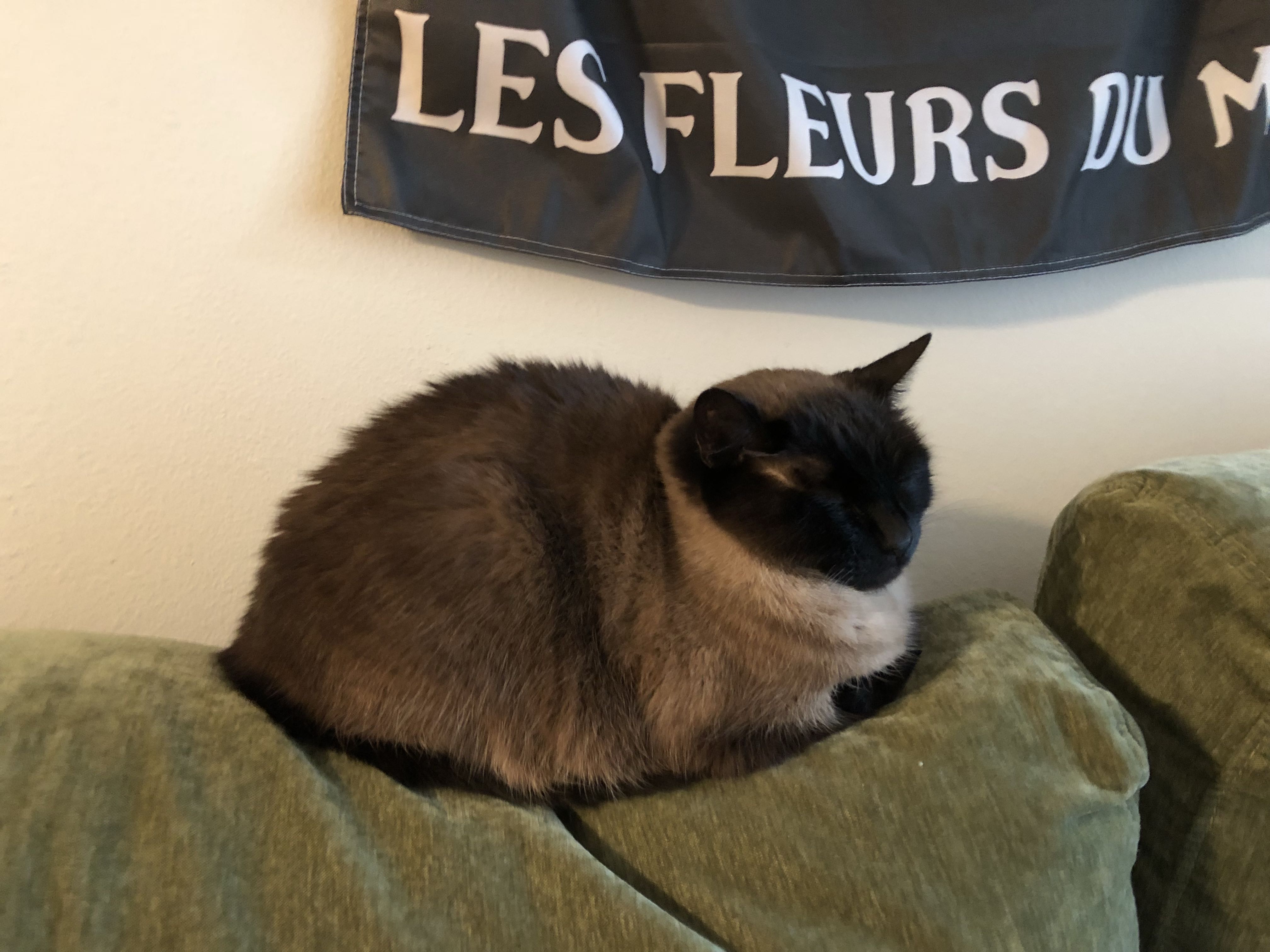 My lil toasted marshmallow loaf | Scrolller