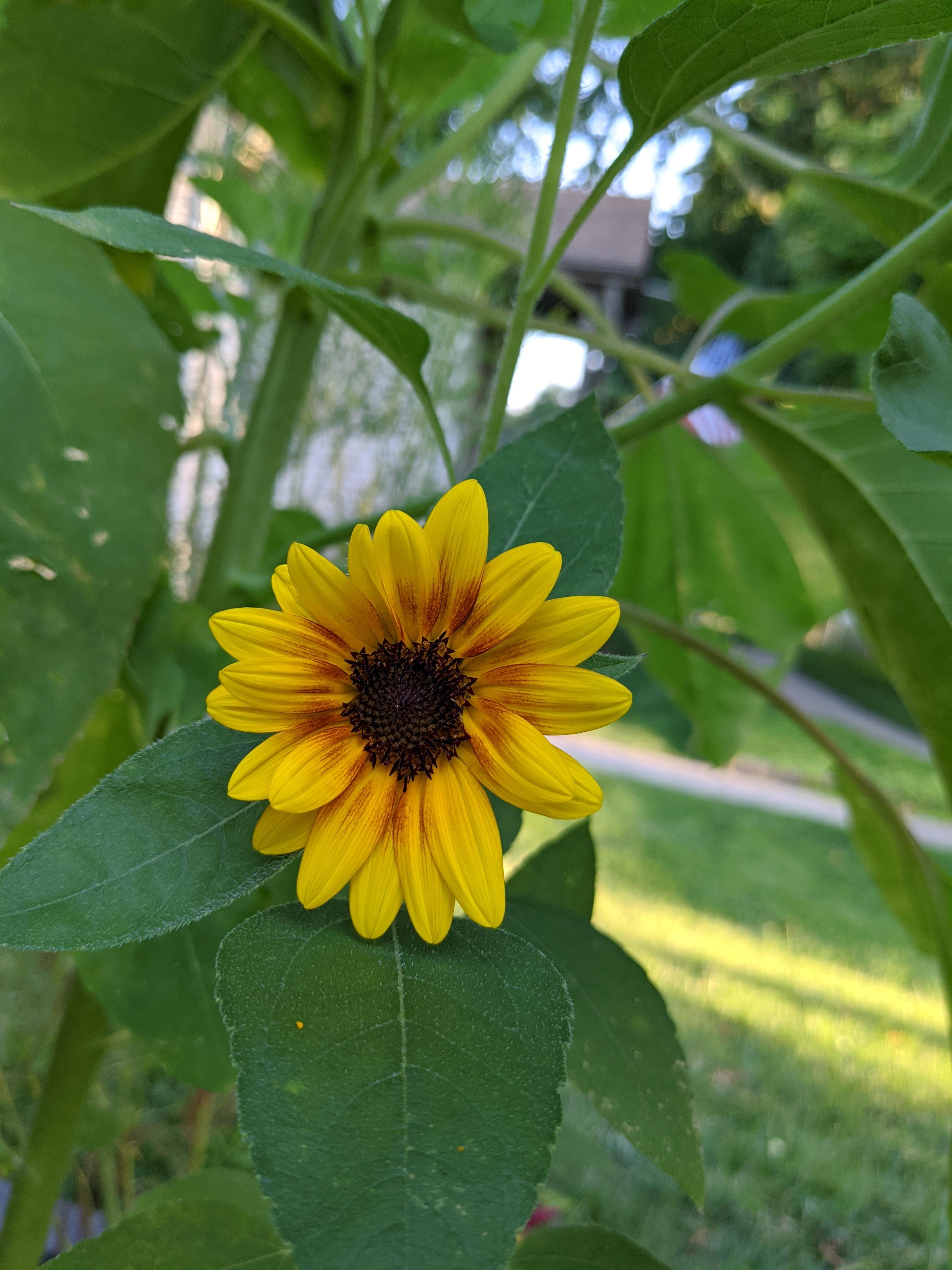 My lil trooper! | Scrolller