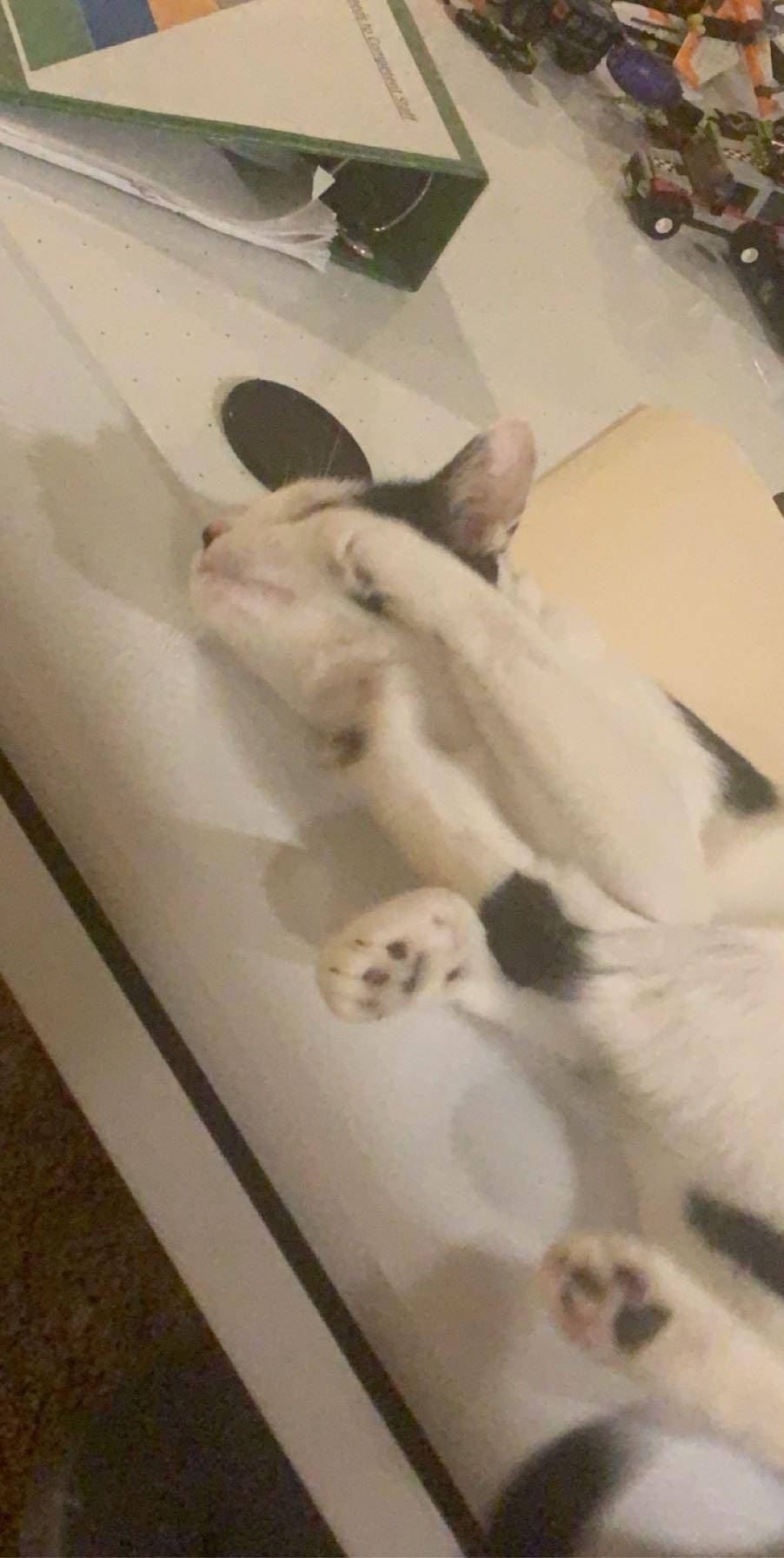 My little angel | Scrolller