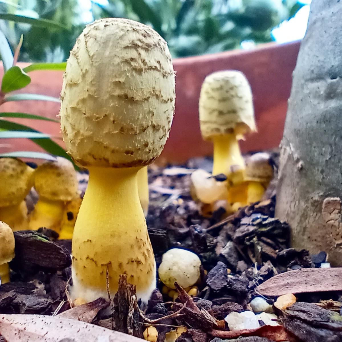 My little backyard smurf village | Scrolller