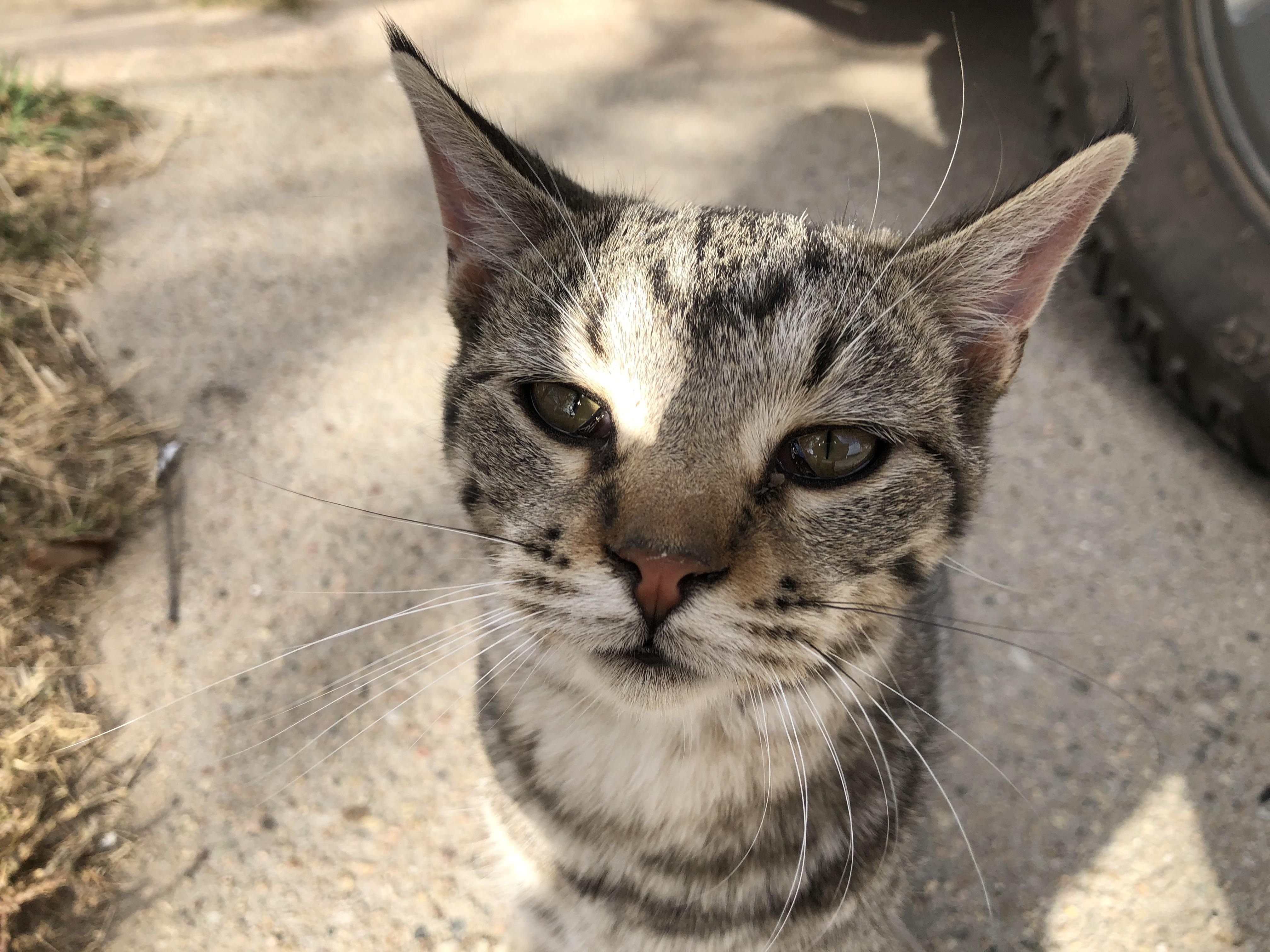 My little barn cat. Still need a name for her | Scrolller