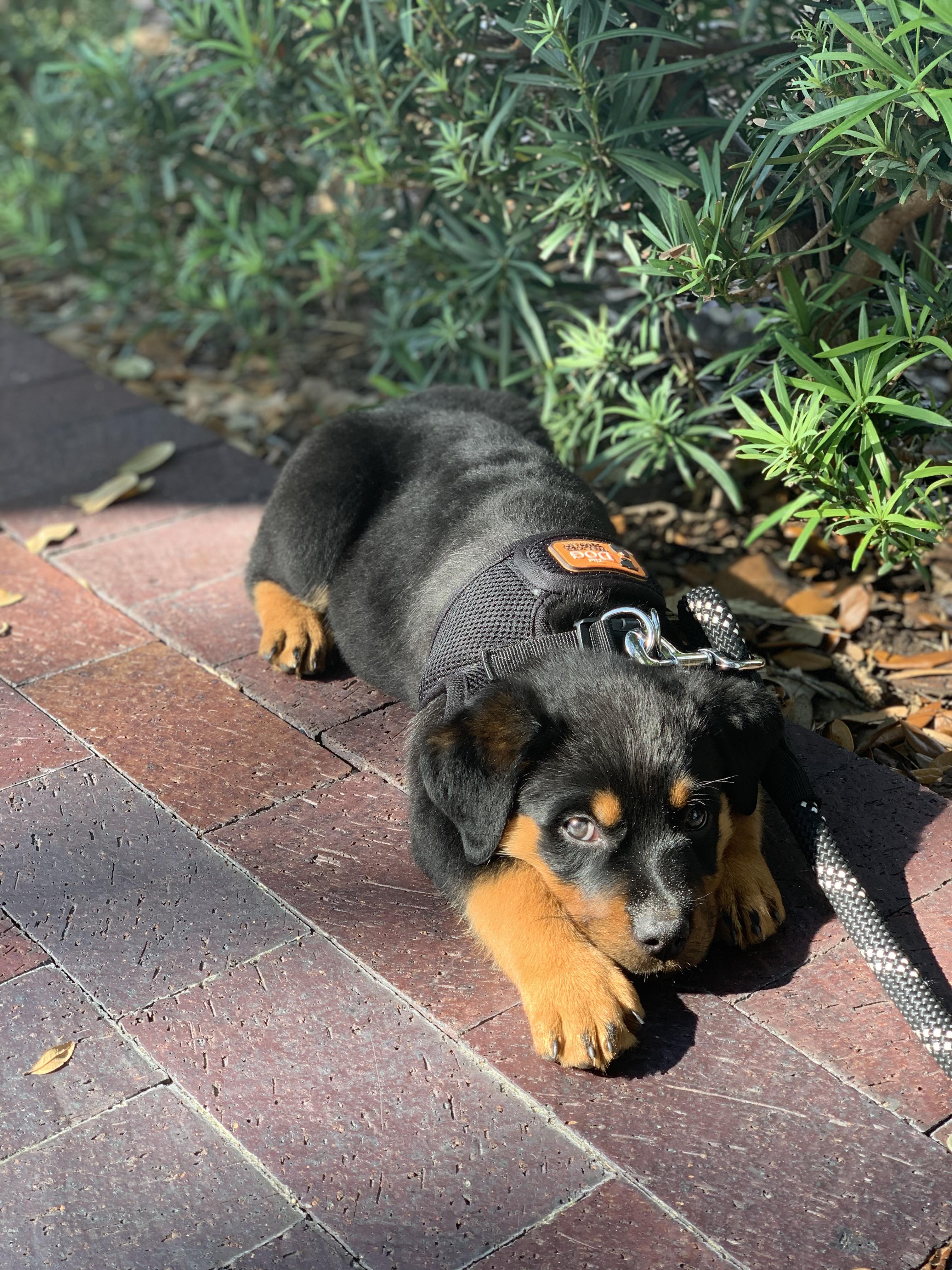 My little bear | Scrolller