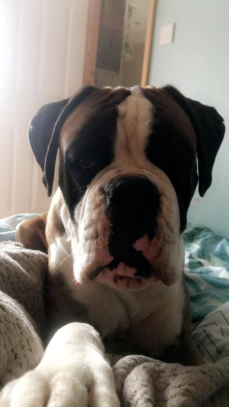 My little big cooper 💕 | Scrolller