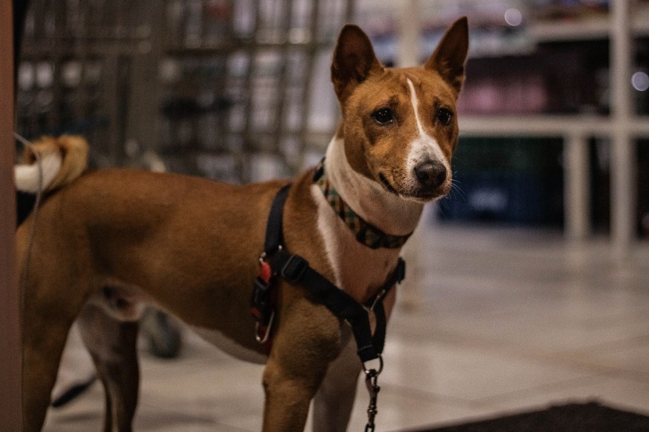 My little boy, Athon Basenji