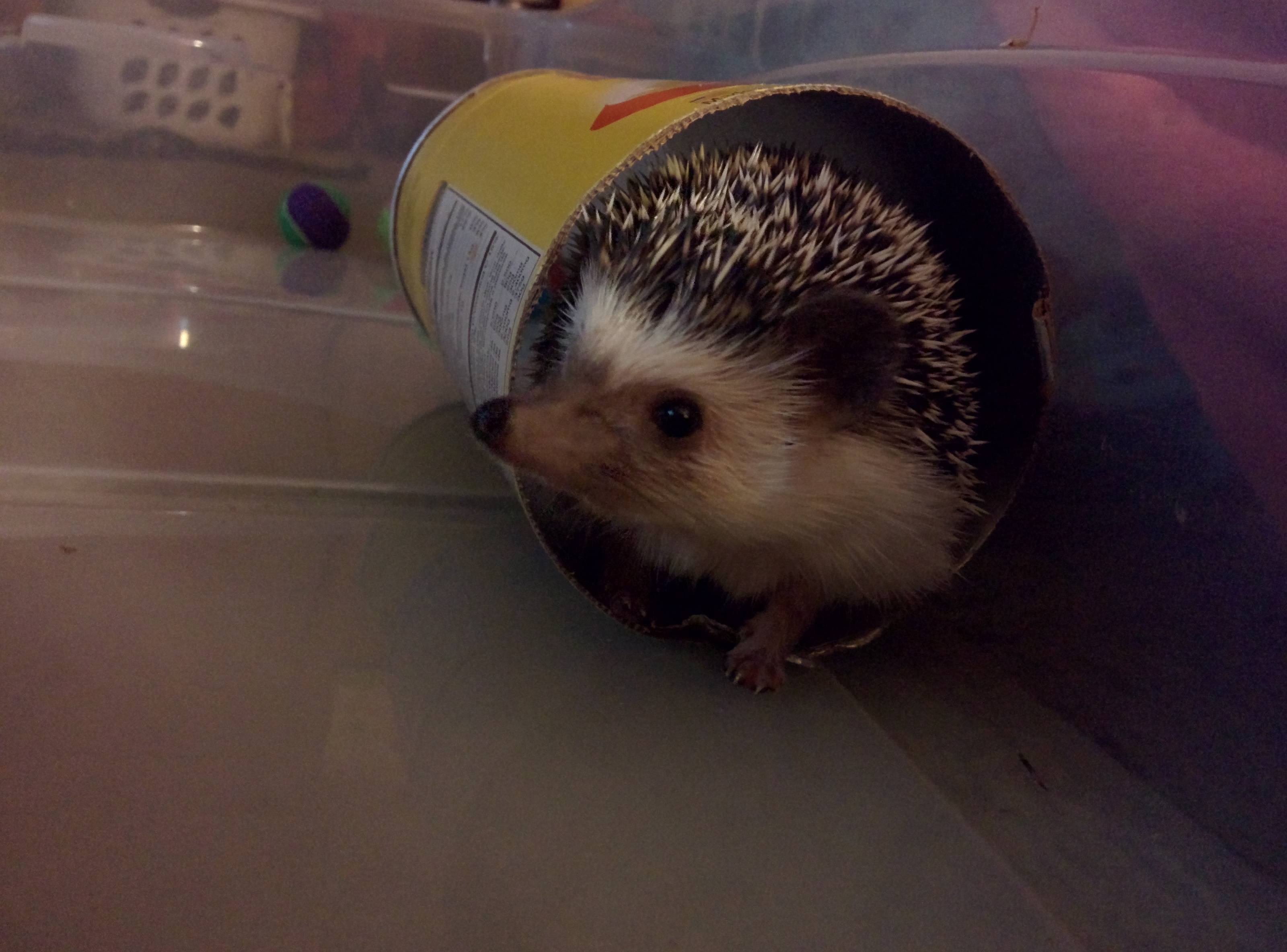 My little buddy Kiku, she keeps me company while I work! | Scrolller