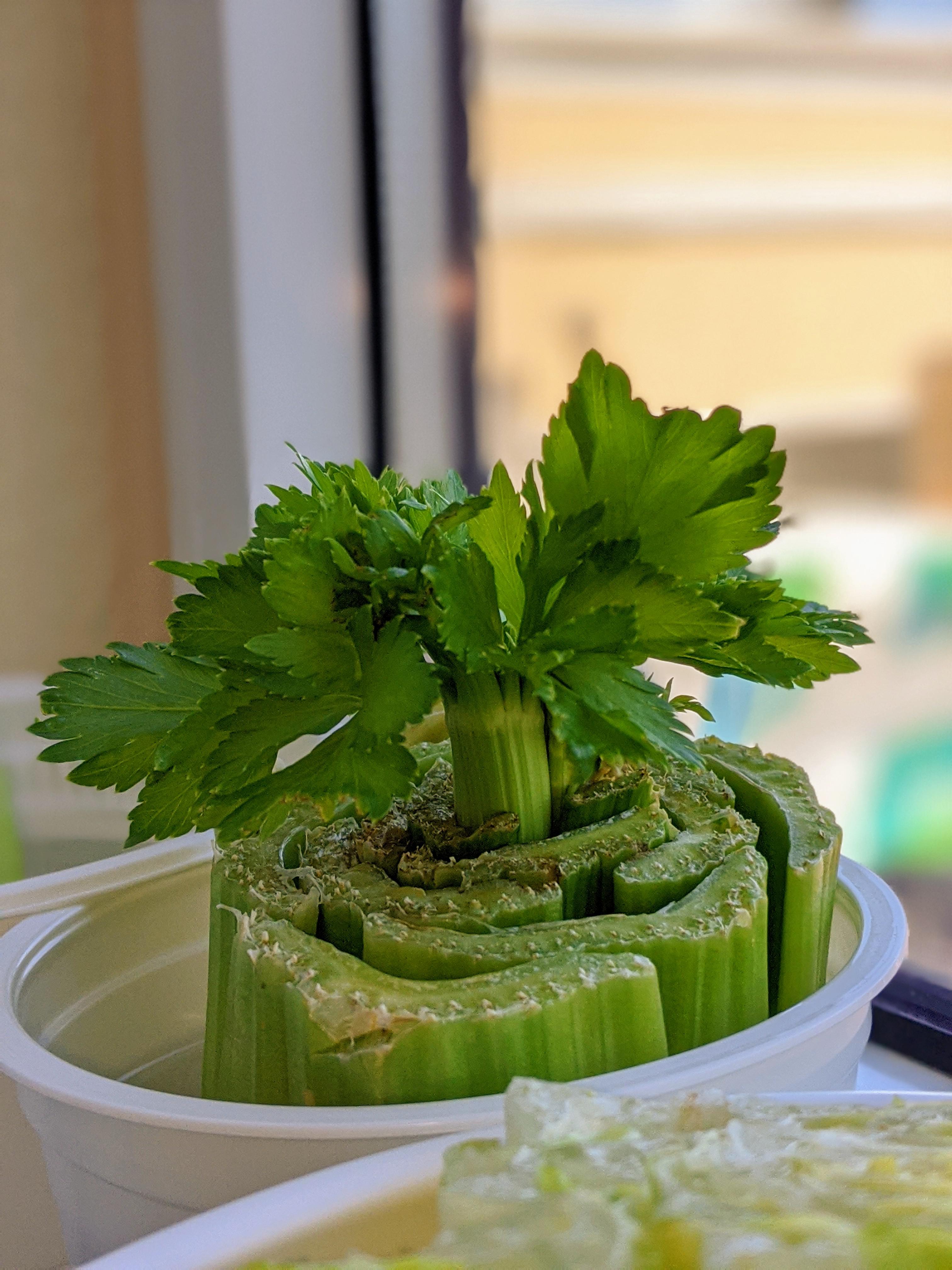 💚 my little celery growing up | Scrolller